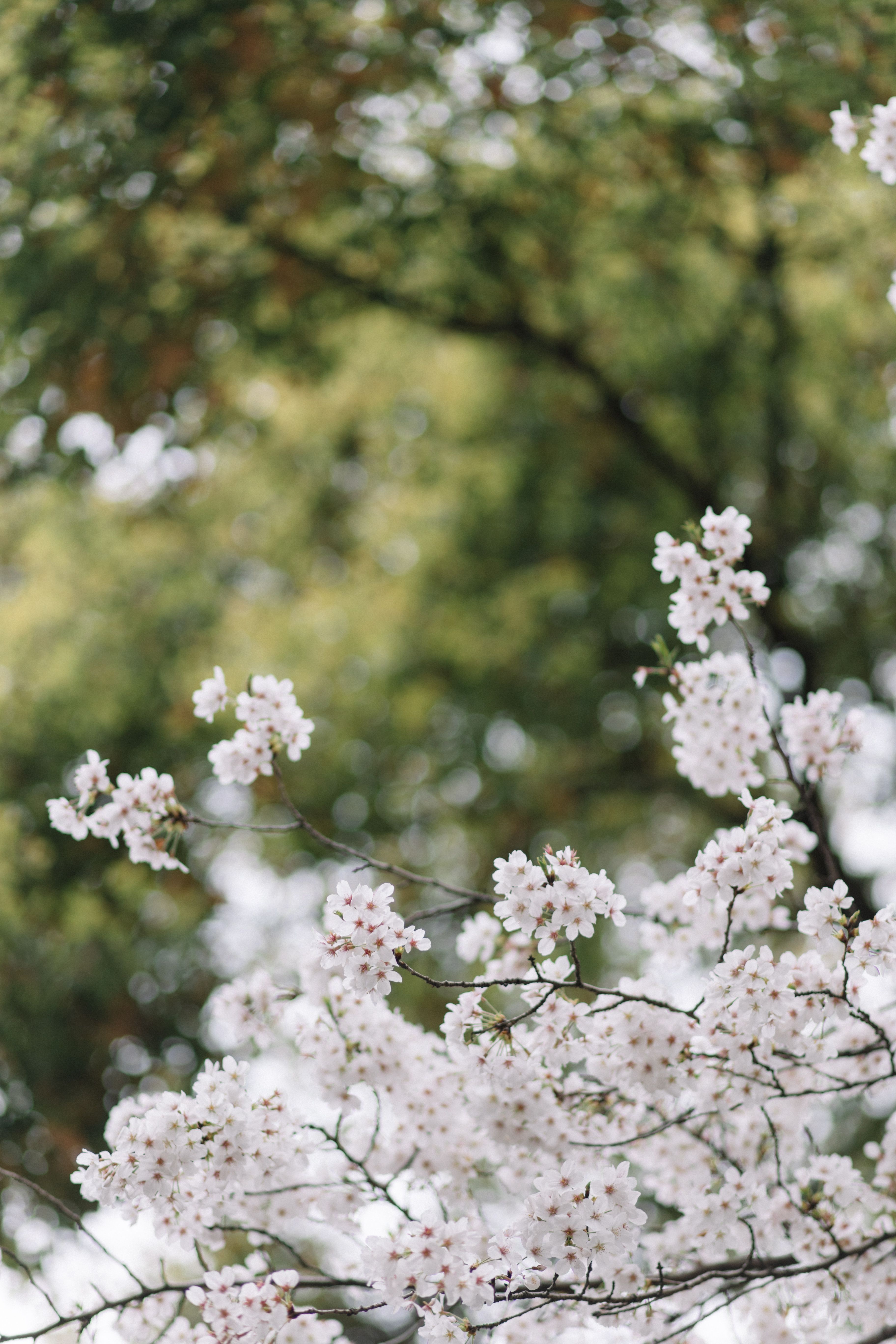 Close up of Spring Blossoms · Free Stock Photo