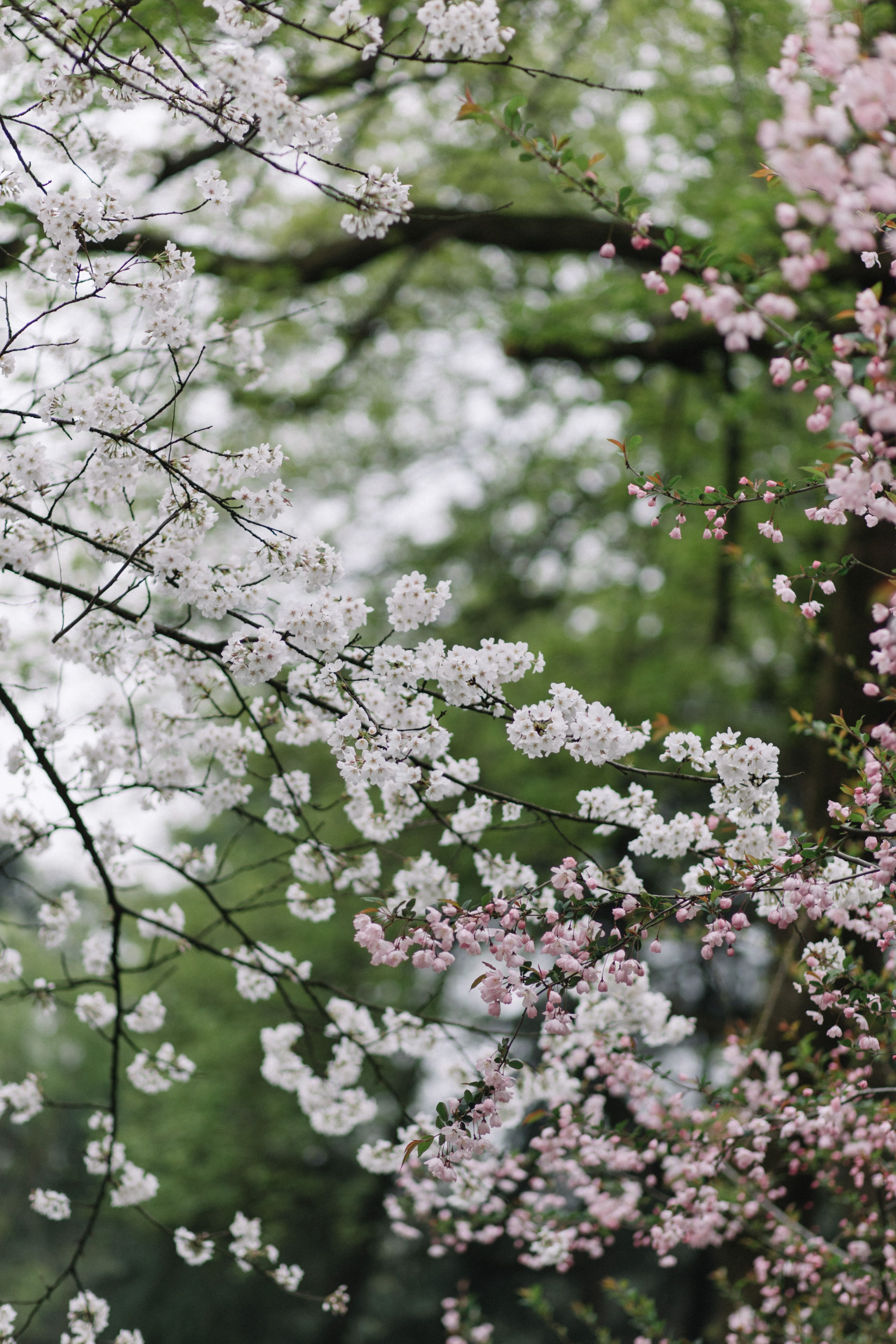 Blossoming Spring Tree · Free Stock Photo