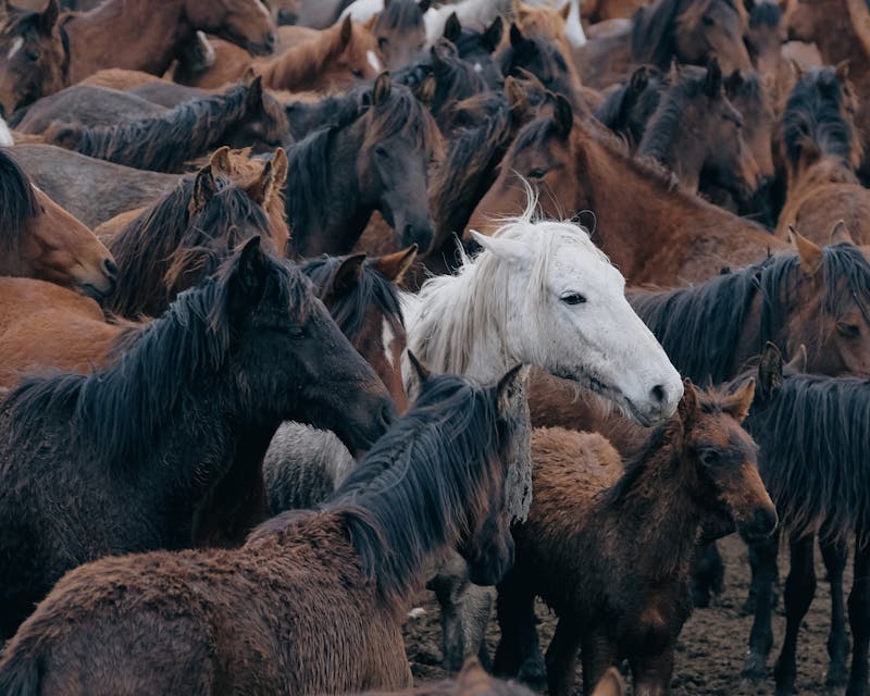 Wild Horses Photos, Download The BEST Free Wild Horses Stock Photos ...