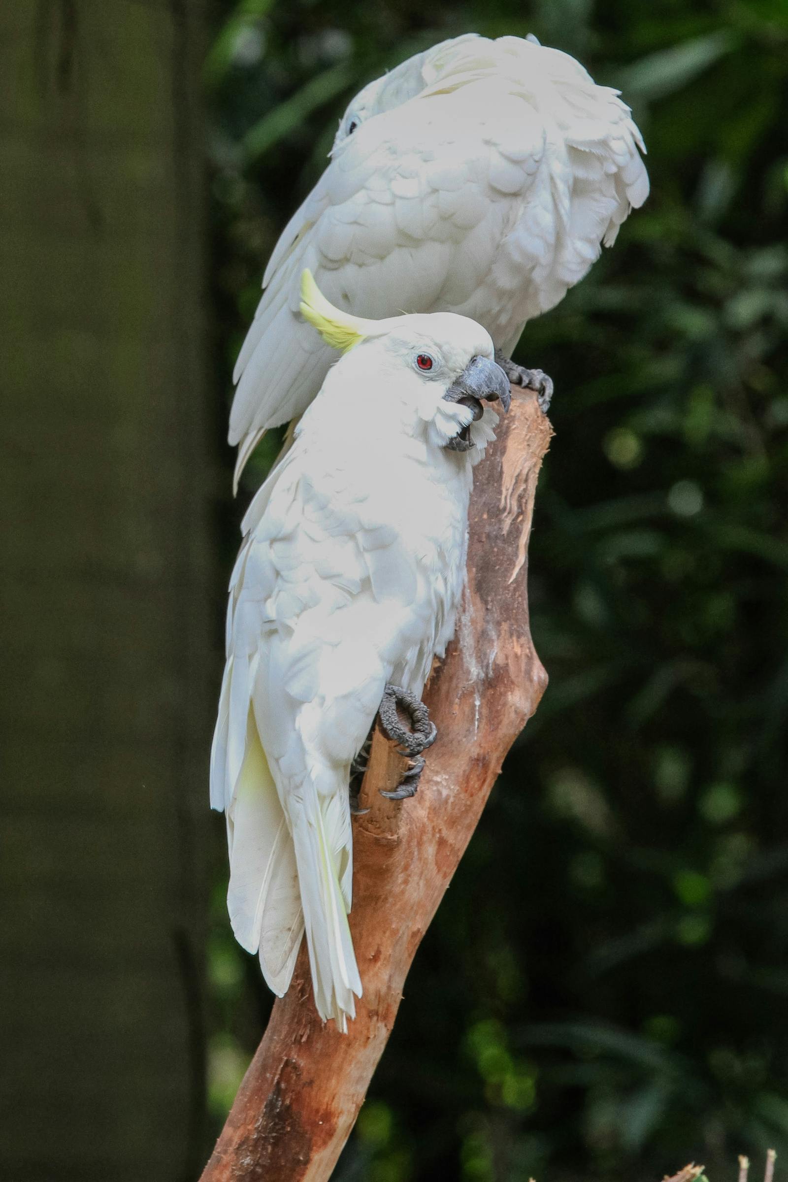 White Parrots Photos, Download The BEST Free White Parrots Stock Photos ...