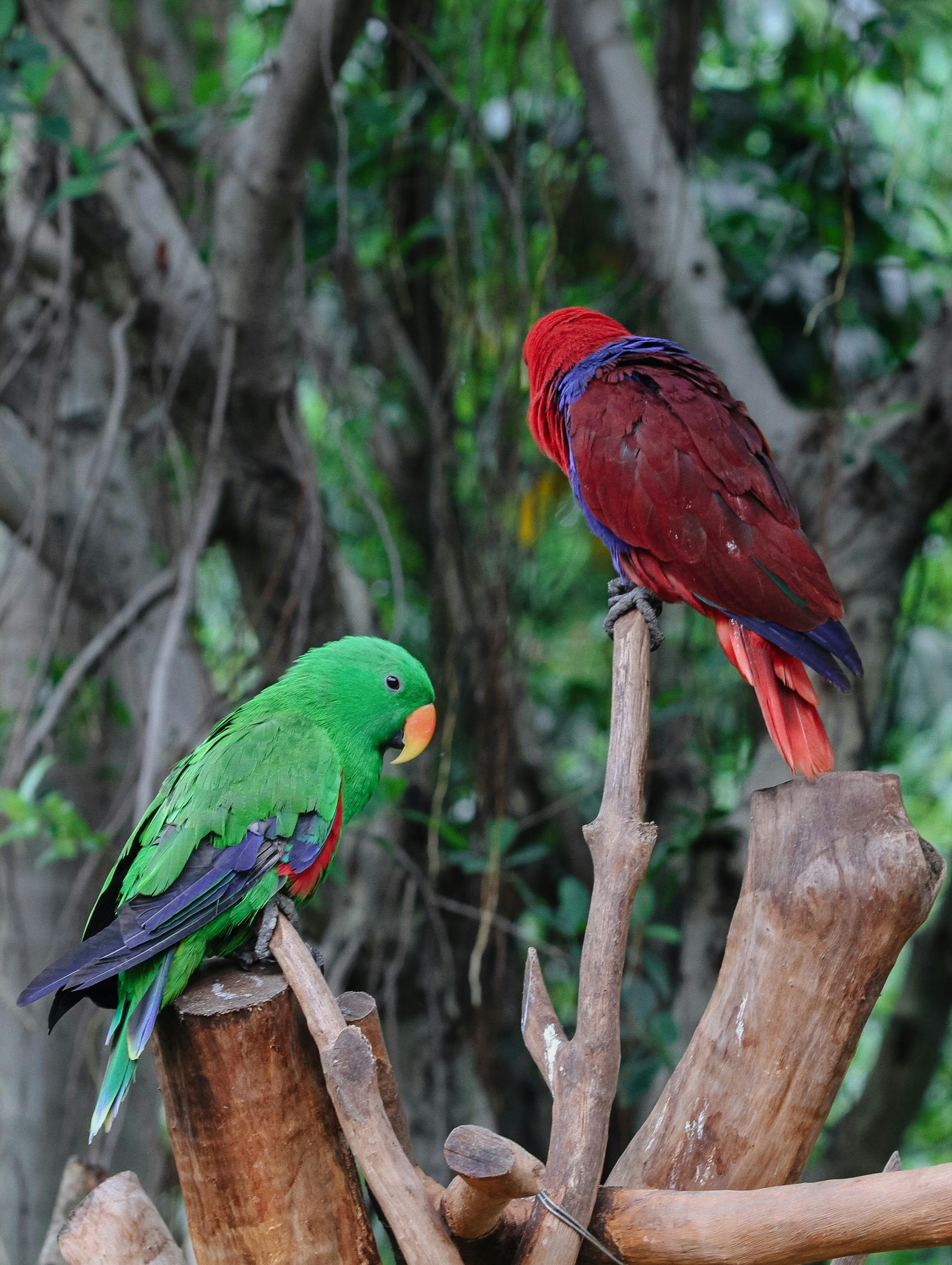 Close up of Colorful Parrots · Free Stock Photo
