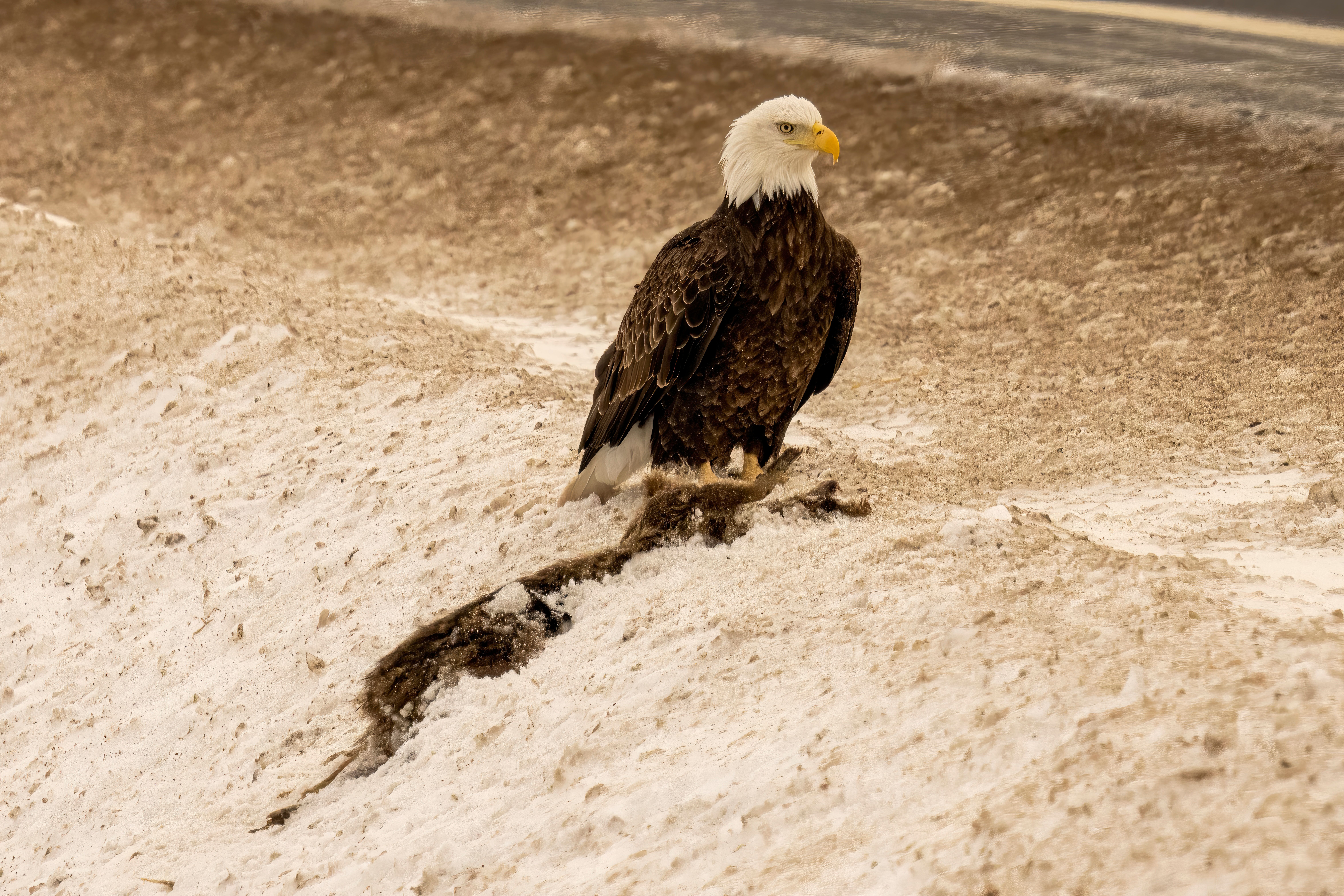 Bald Eagle on Ground · Free Stock Photo