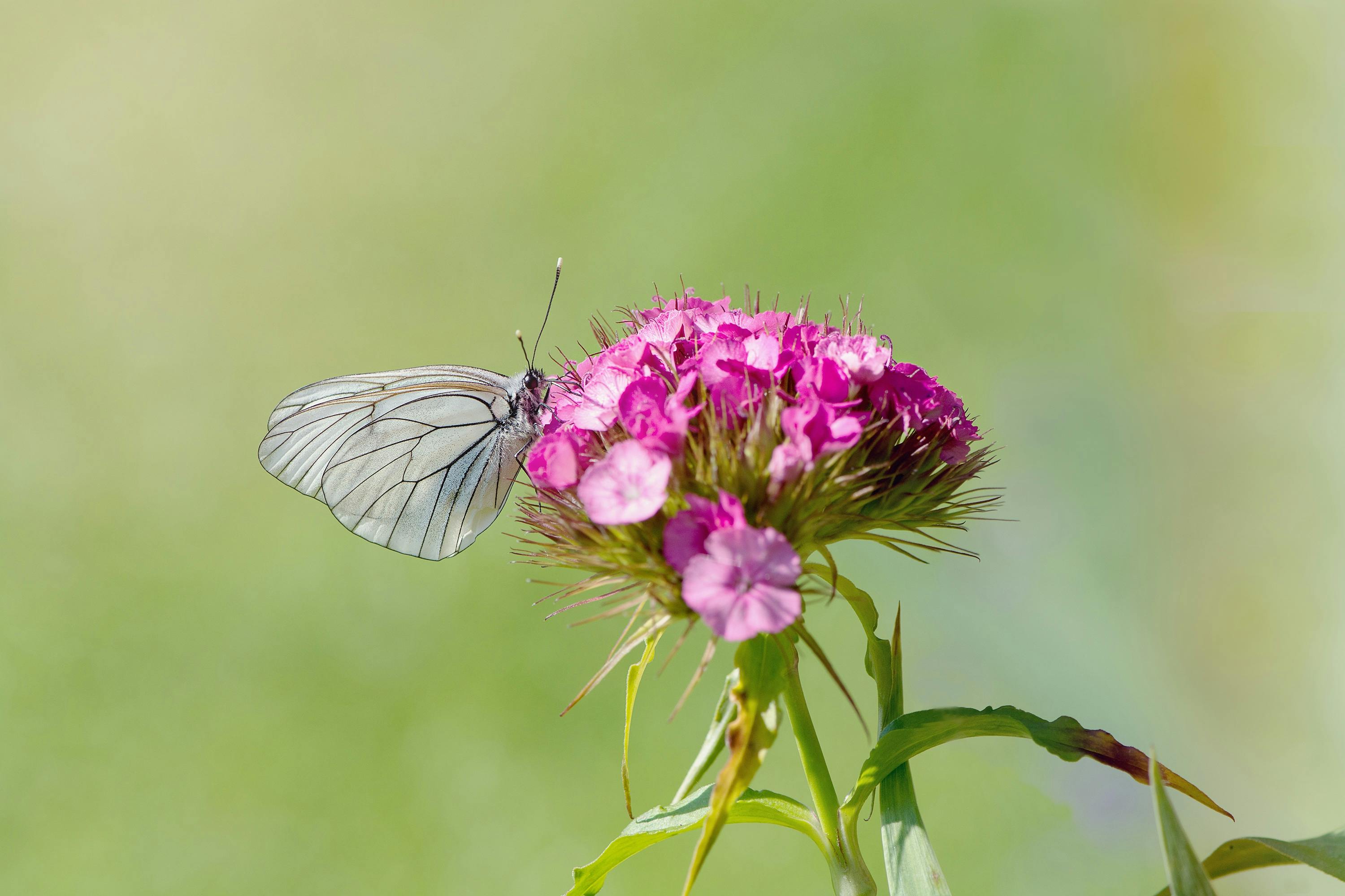 Common Female Blue Butterfly · Free Stock Photo