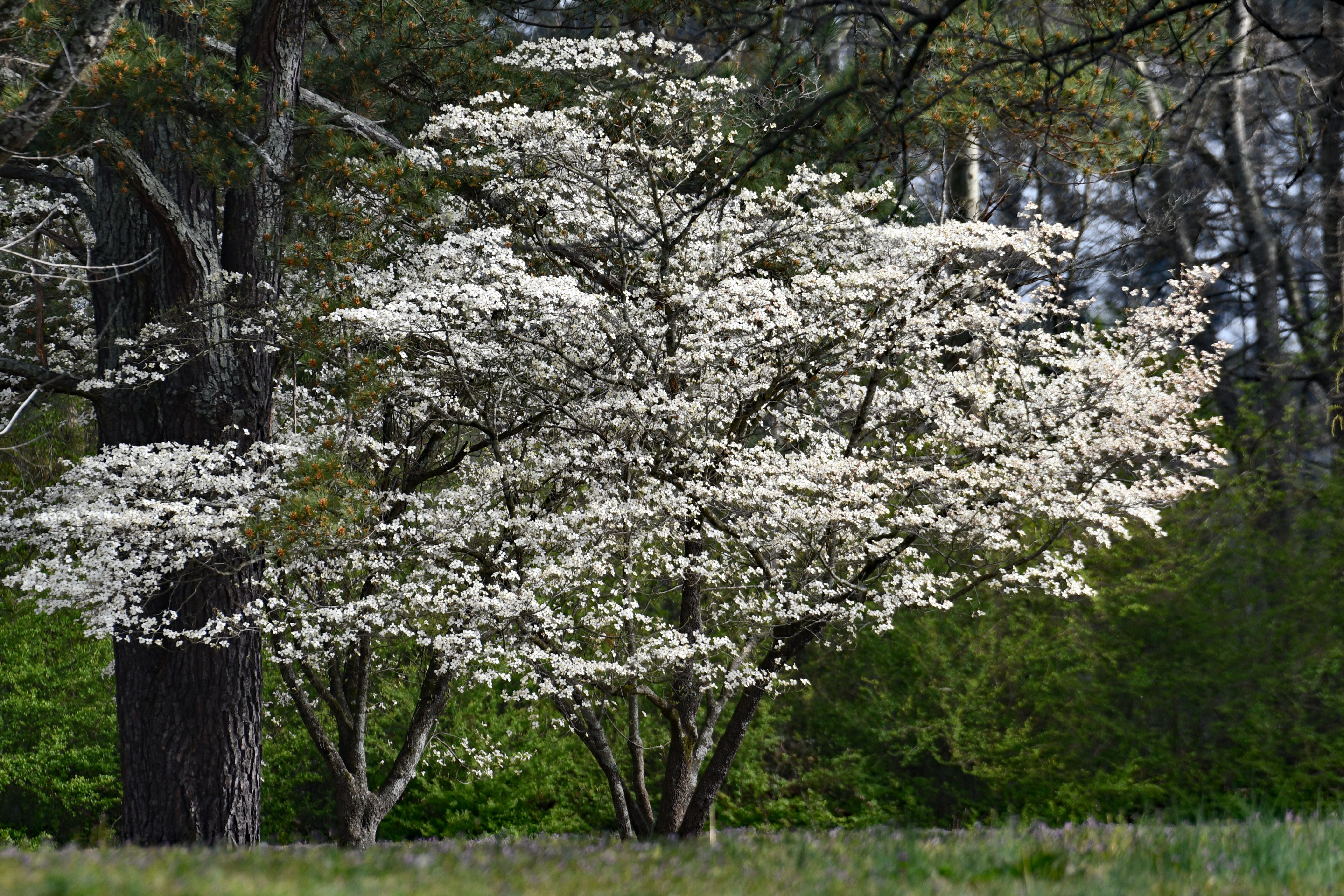 Blossoming Apple Tree · Free Stock Photo