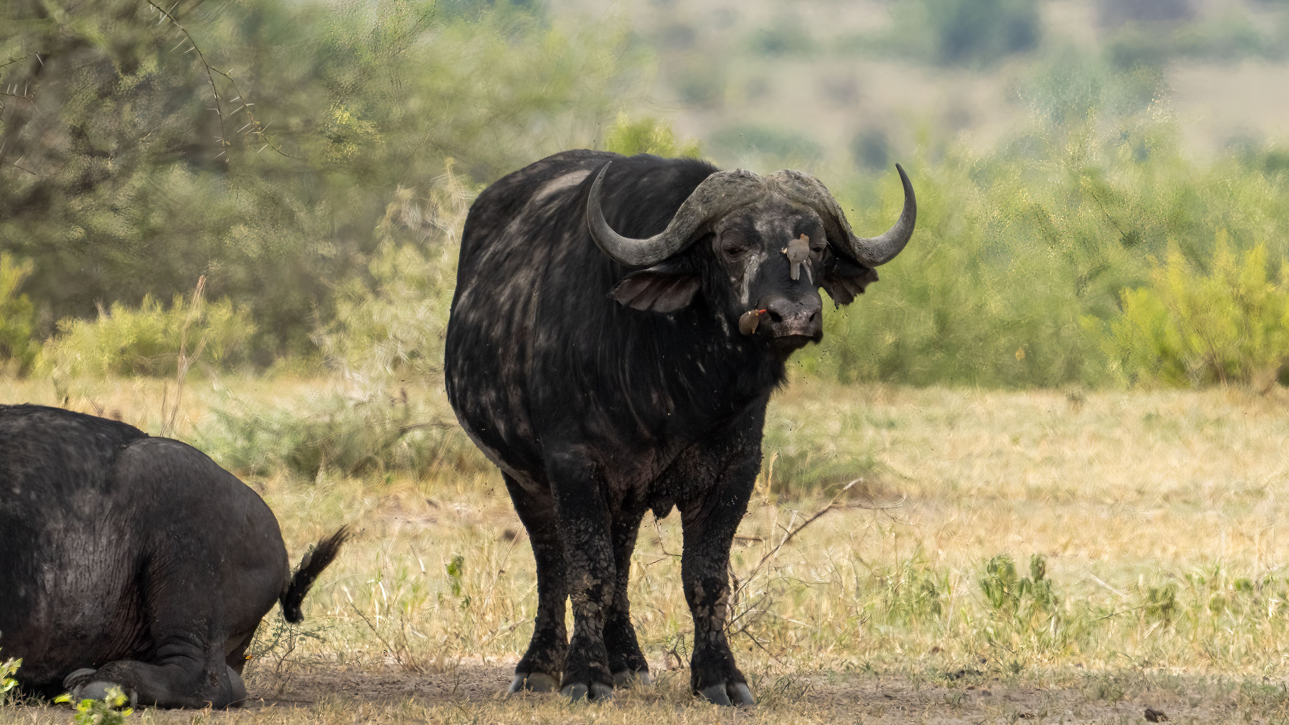Photo gratuite de @extérieur, animal sauvage, buffle, buffle d'afrique ...