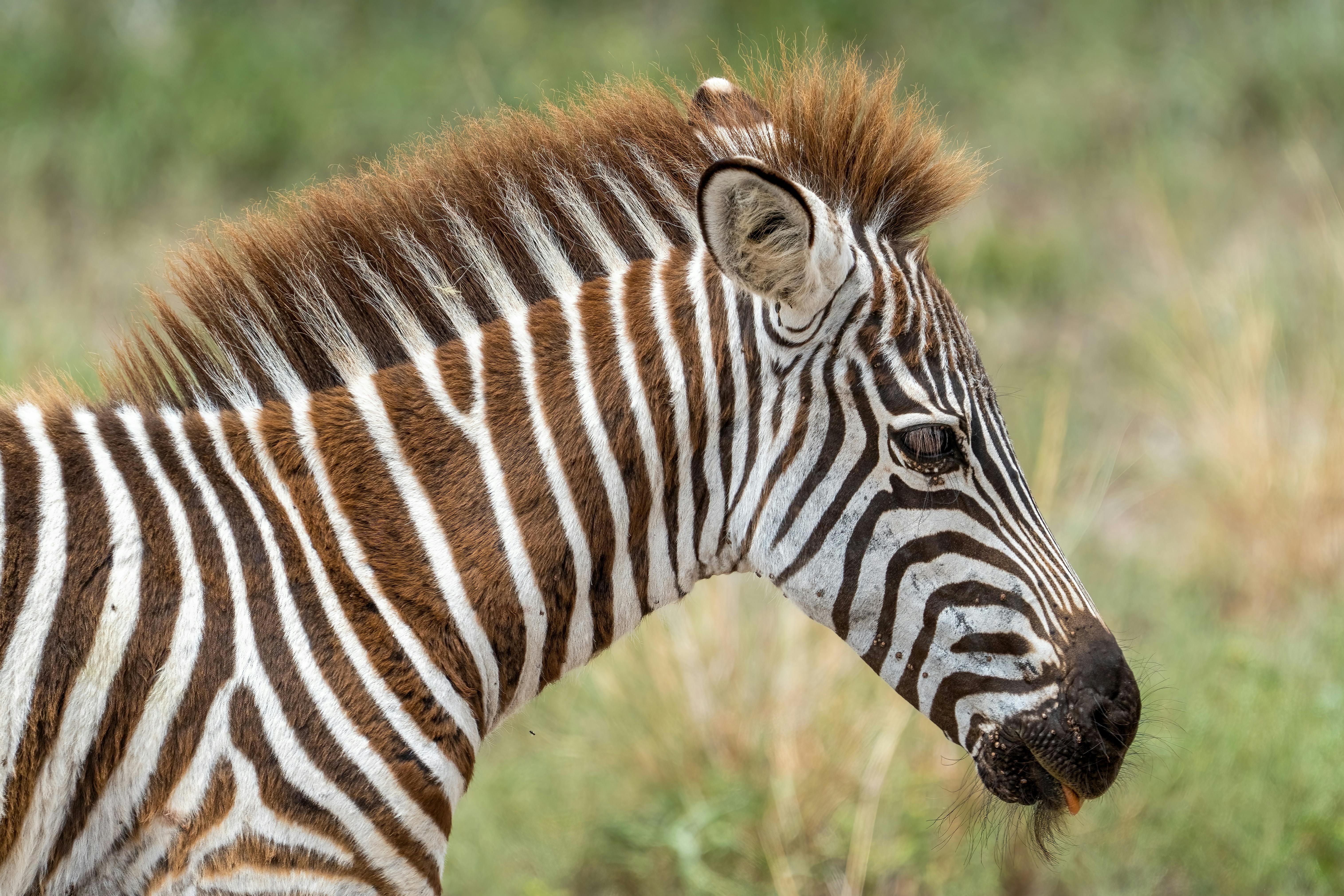 Photo gratuite de afrique, animal, animal africain, animal rayé, animal ...