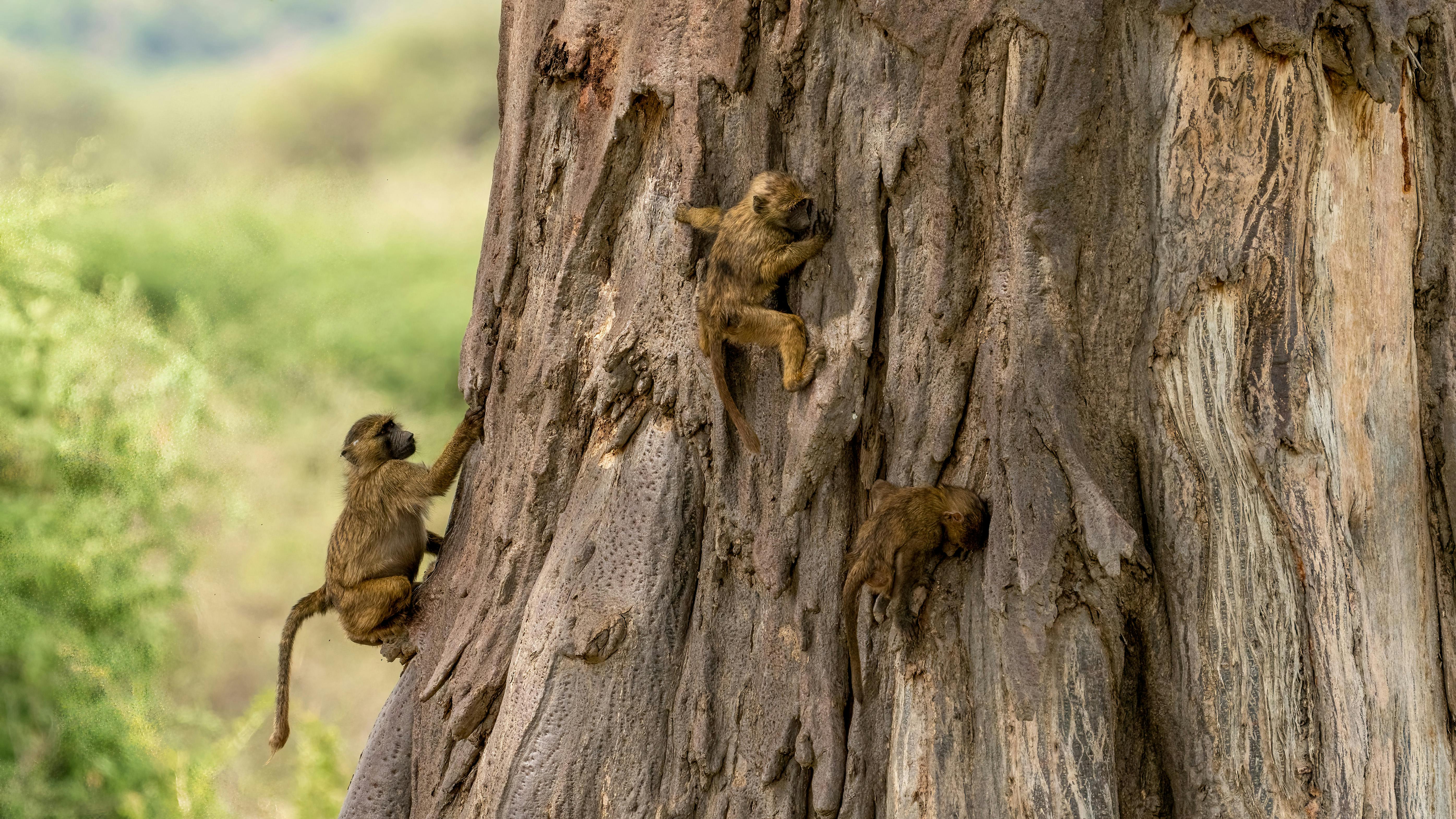 Baby Monkeys Climbing Tree · Free Stock Photo