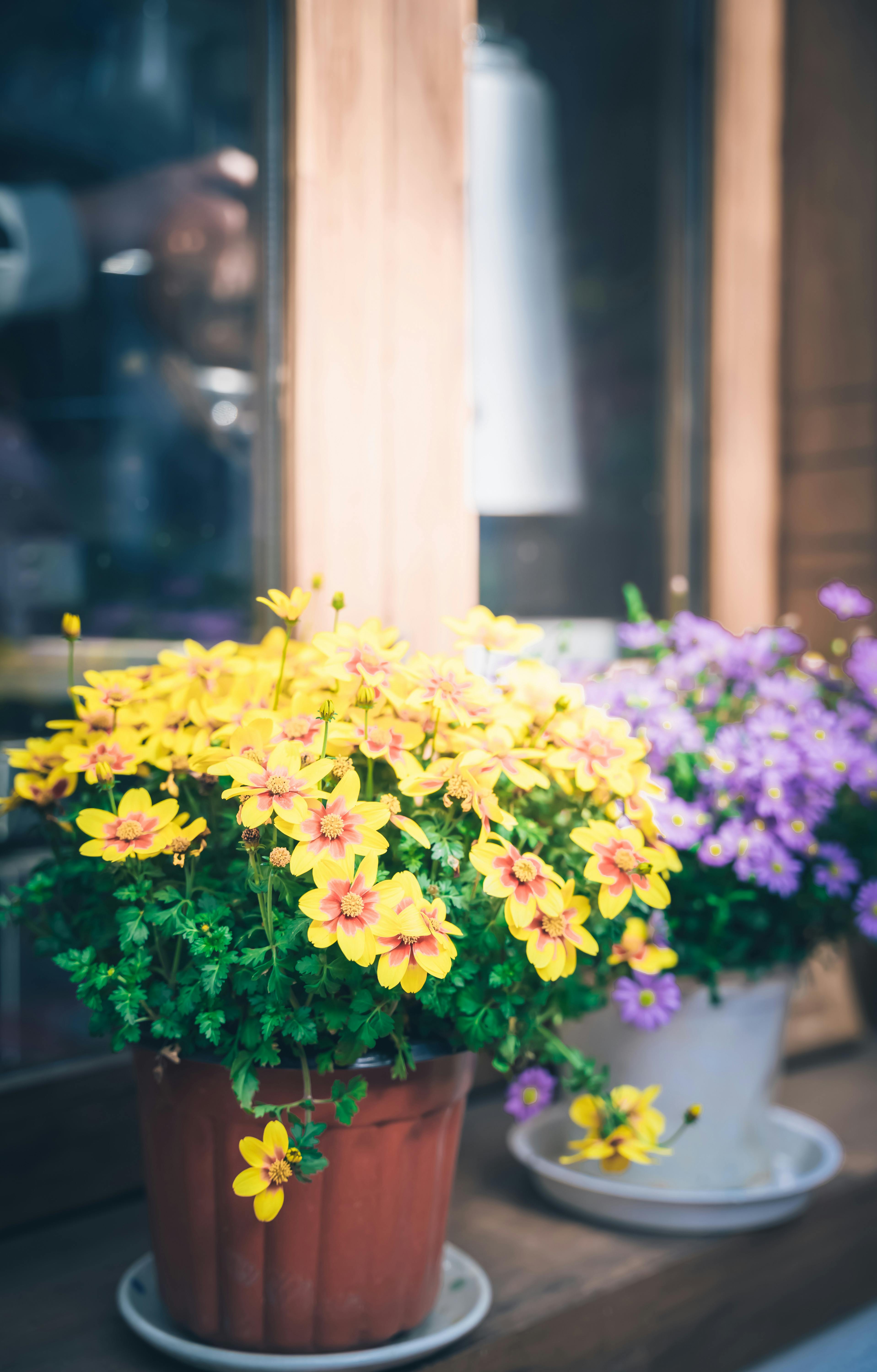Colorful Flowers in Vase · Free Stock Photo