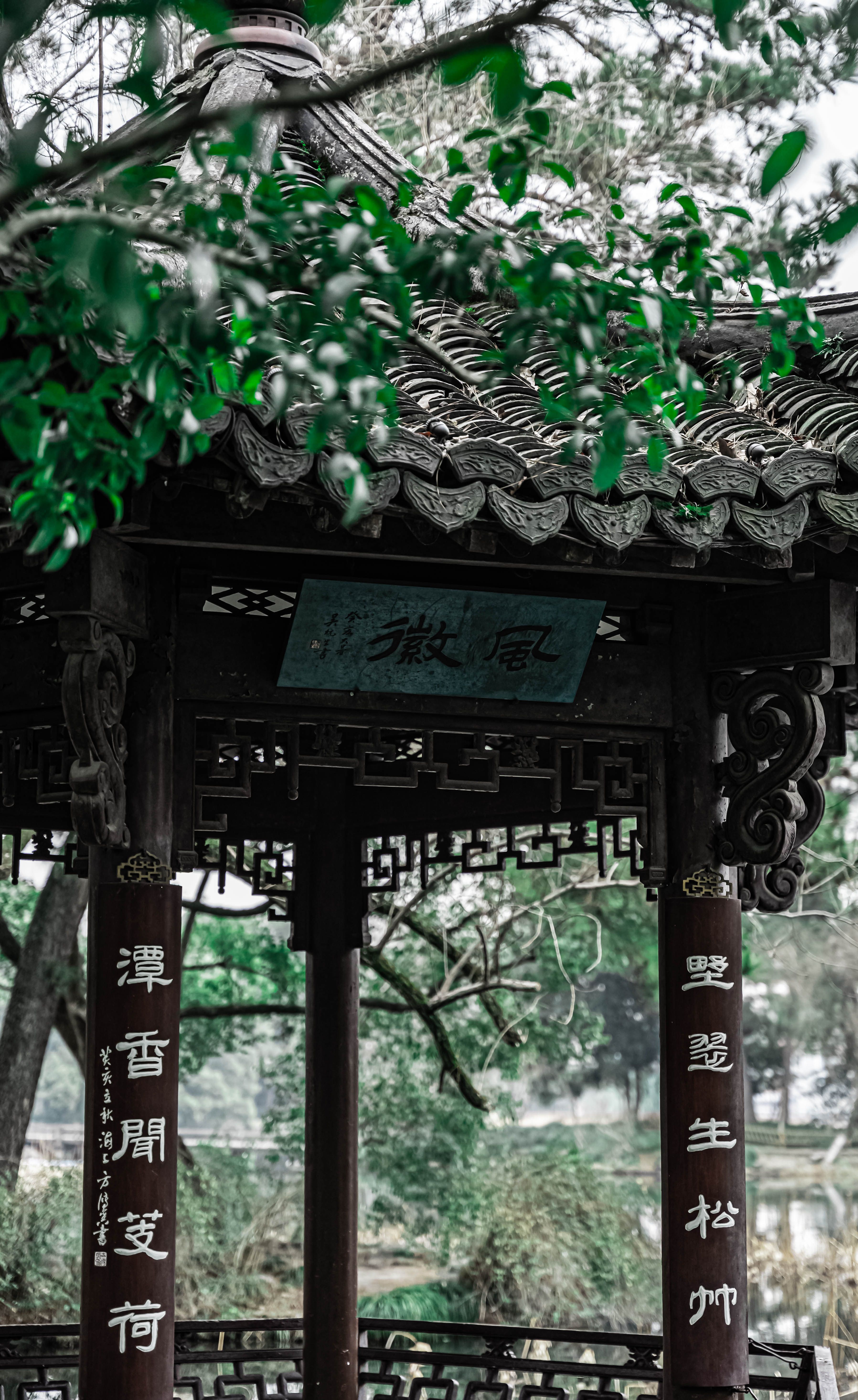 Chinese Leaves Photos, Download The BEST Free Chinese Leaves Stock ...
