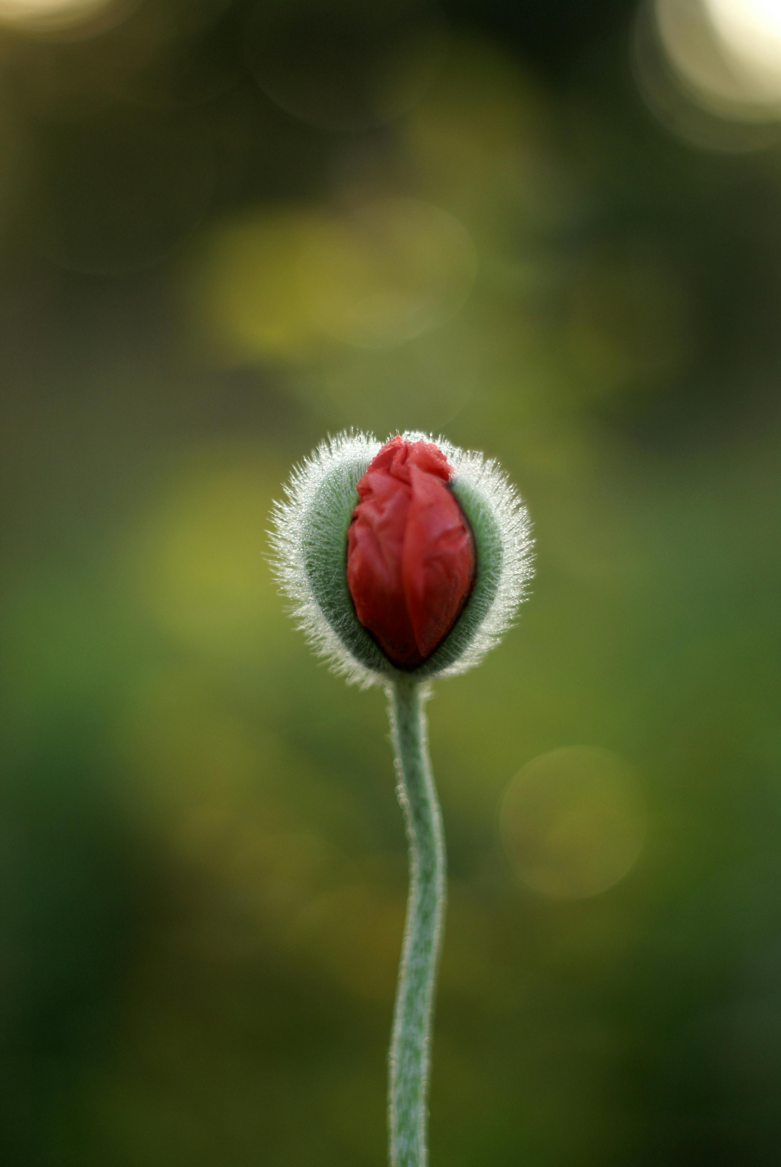 Foto de stock gratuita sobre aislado, al aire libre, amapola, amapolas ...