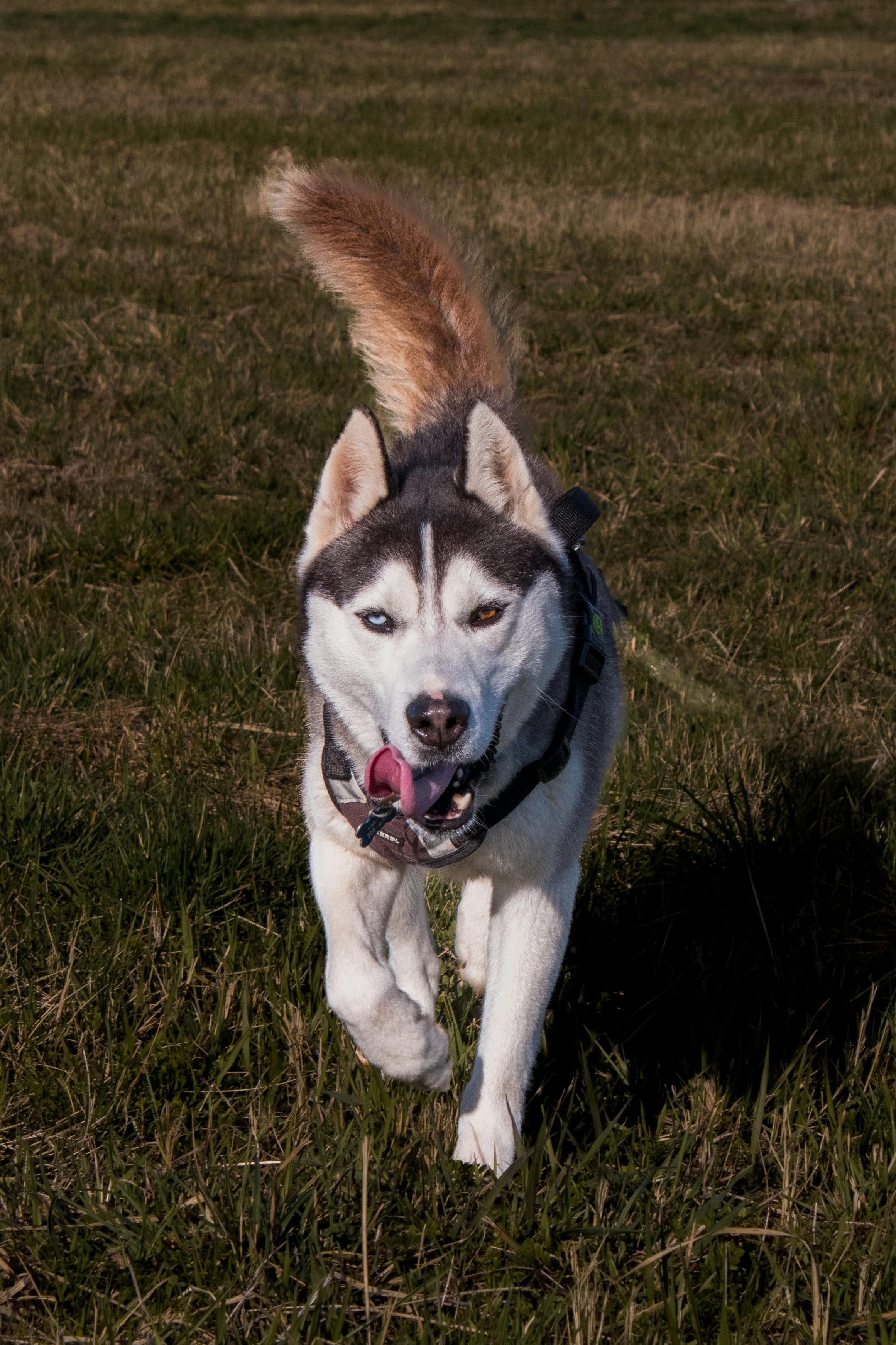 Dogs Running on the Field Under Blue Sky · Free Stock Photo