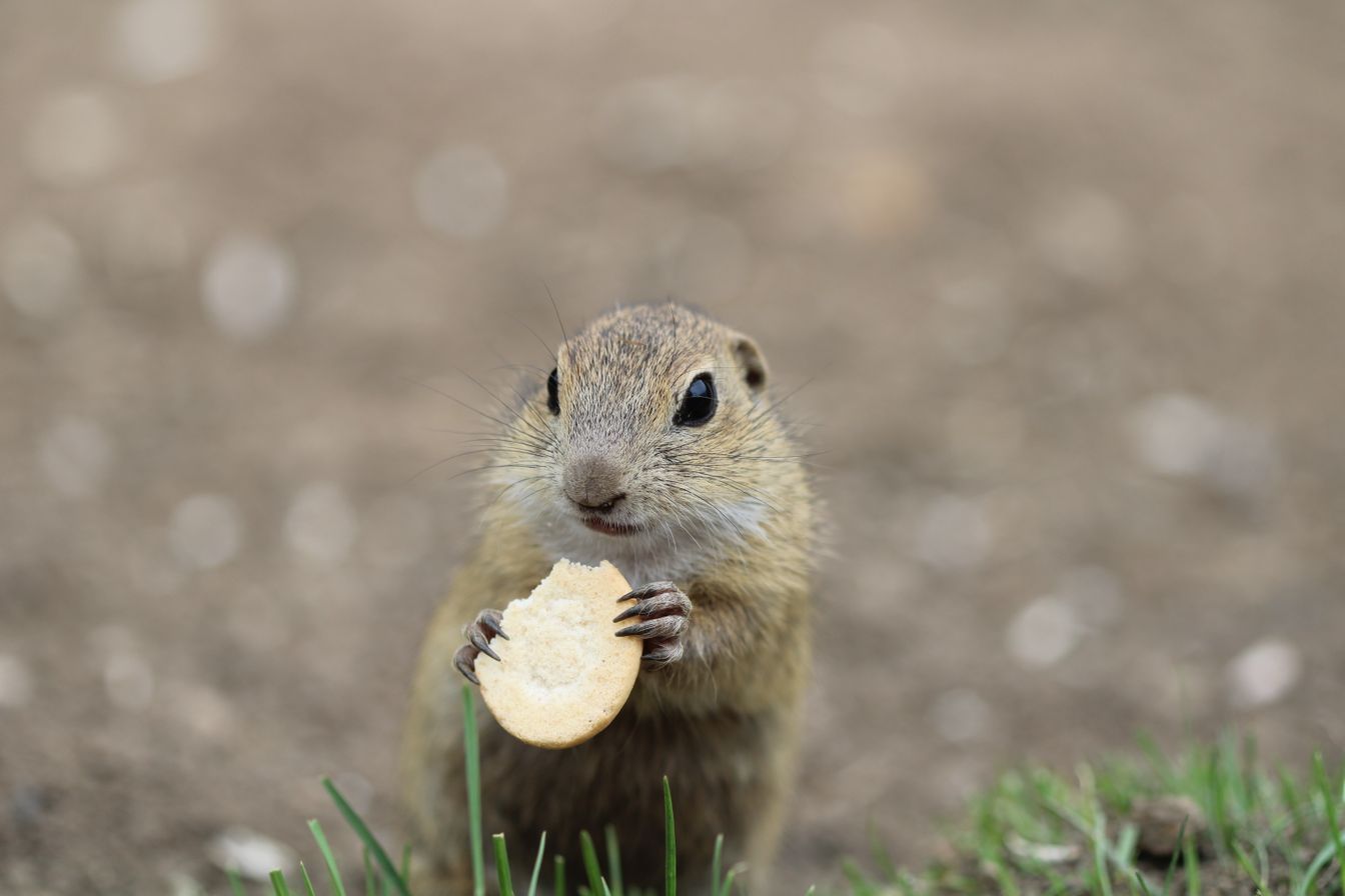 Ground Squirrel California Habitat Conservation Strategies
