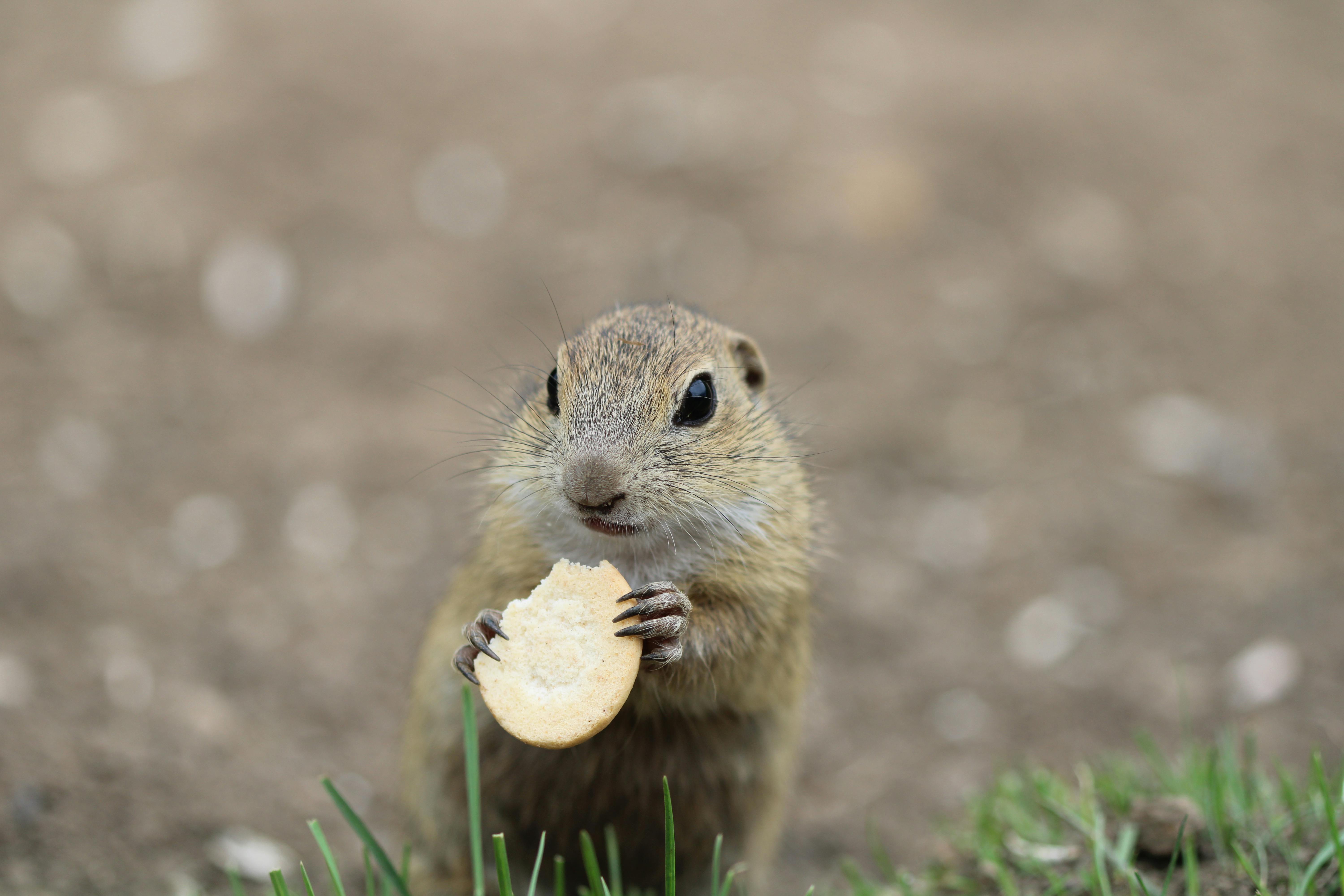Lion Eating Photos, Download The BEST Free Lion Eating Stock Photos ...
