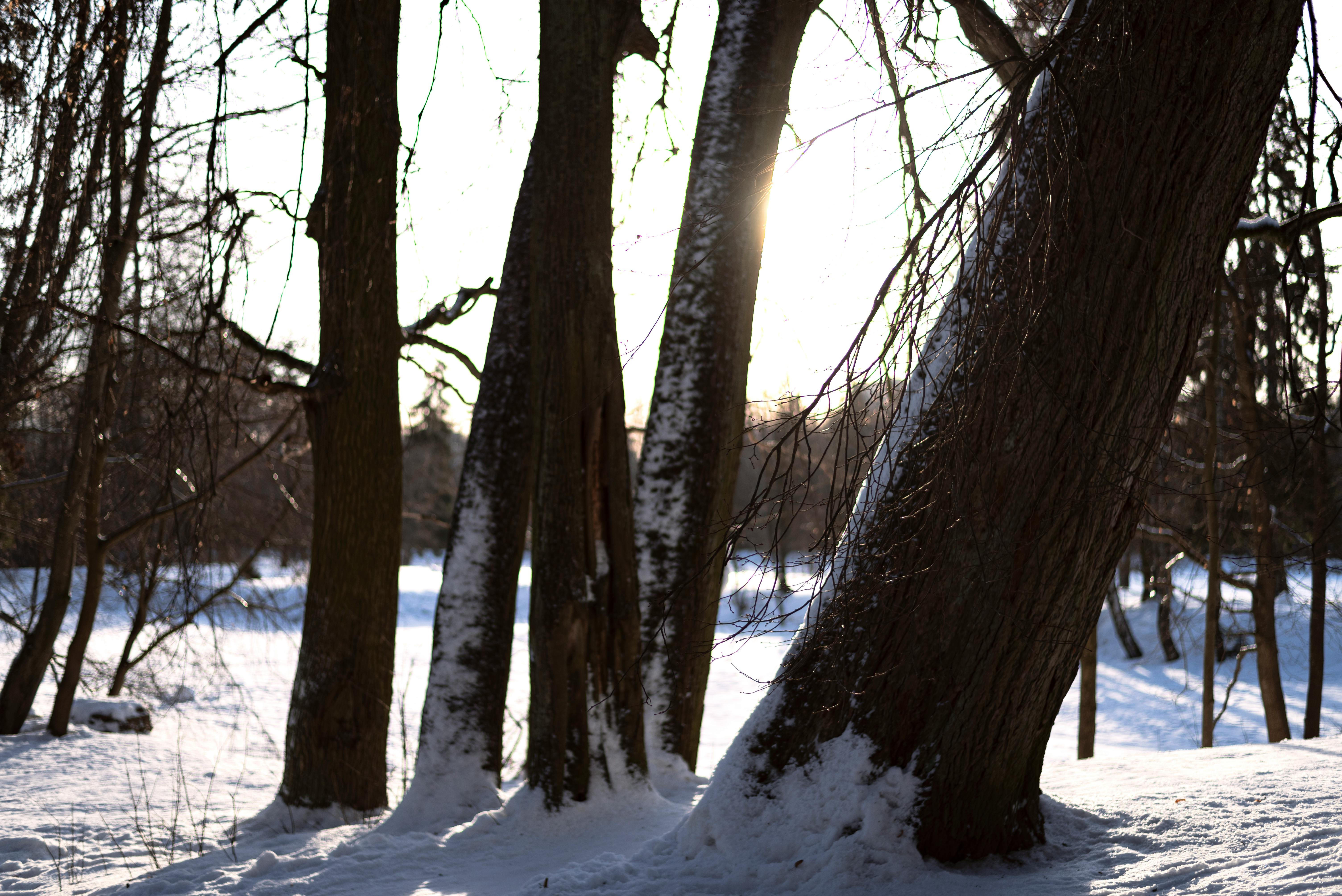 Snowed Tree in Sunlight · Free Stock Photo