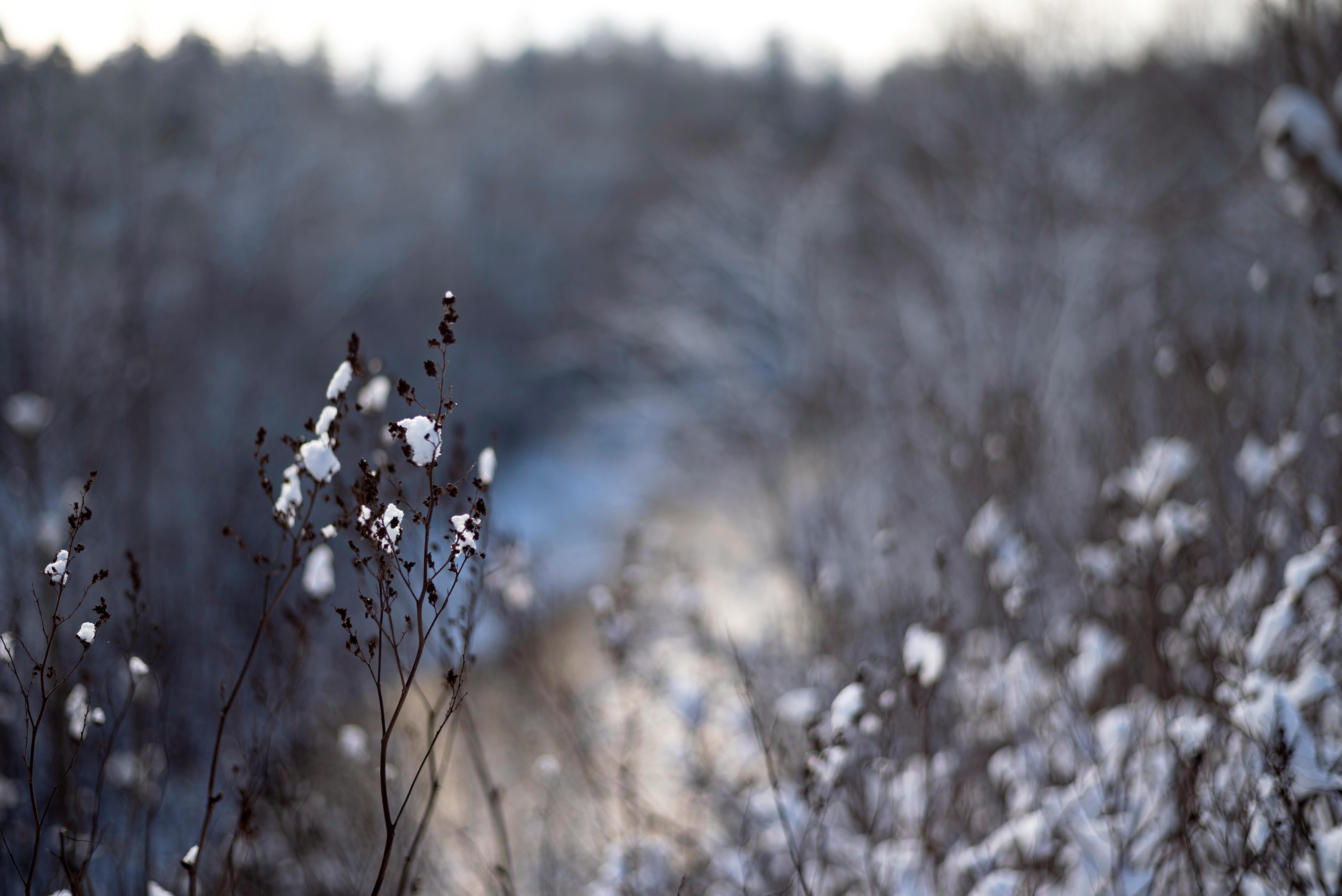 Snow on Shrubs · Free Stock Photo