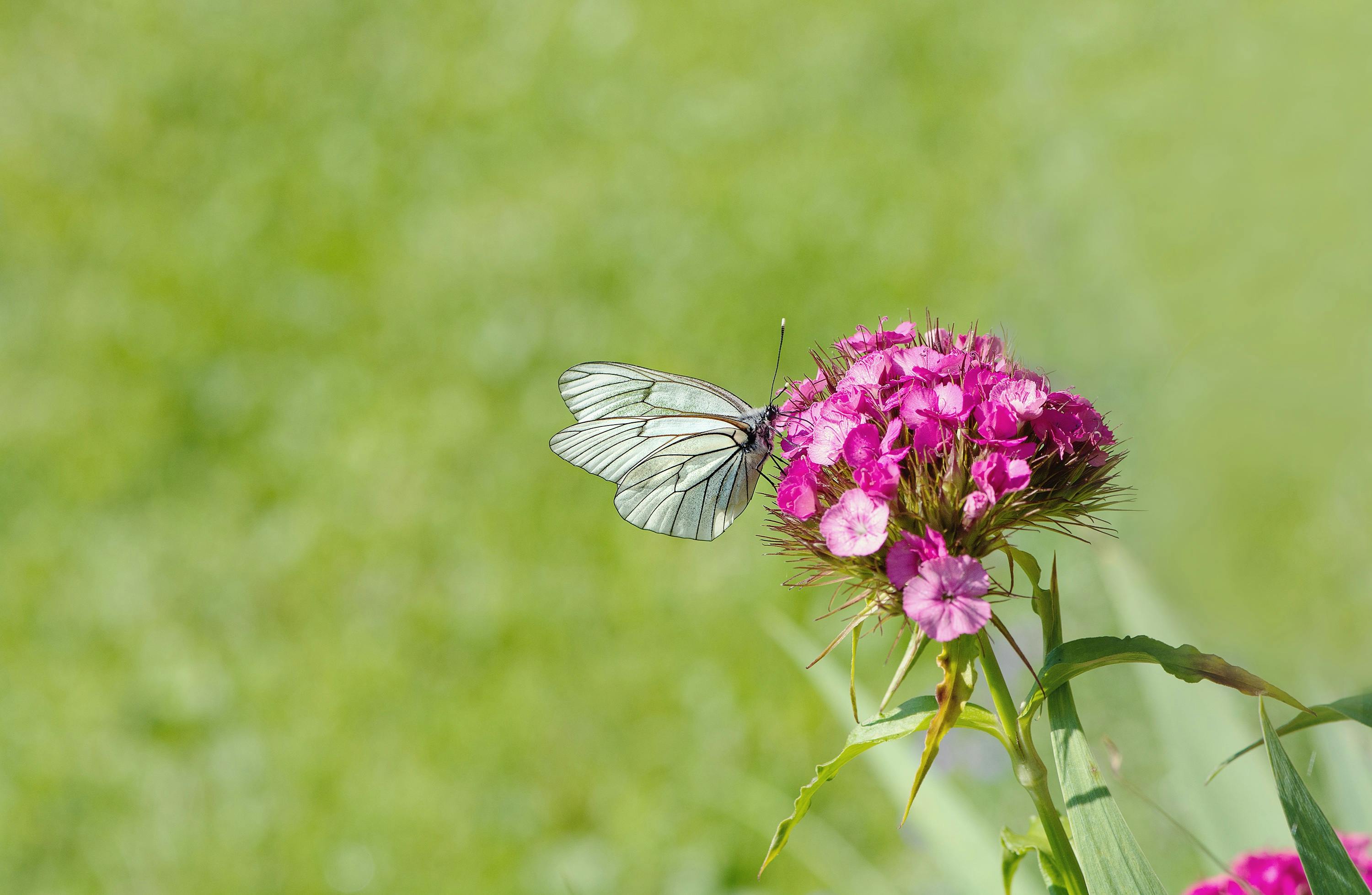 Common Female Blue Butterfly · Free Stock Photo