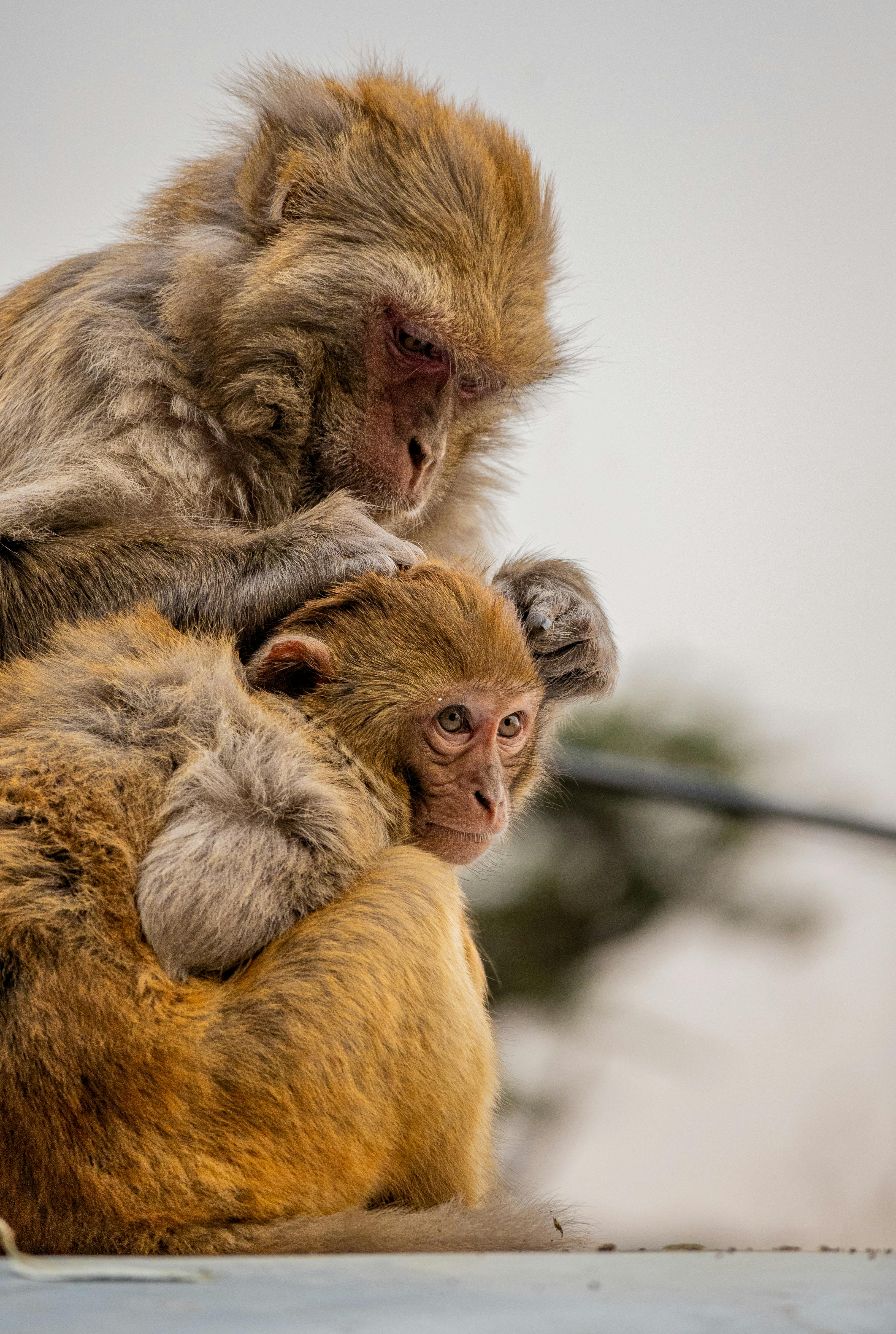 Monkeys Cleaning Fur · Free Stock Photo