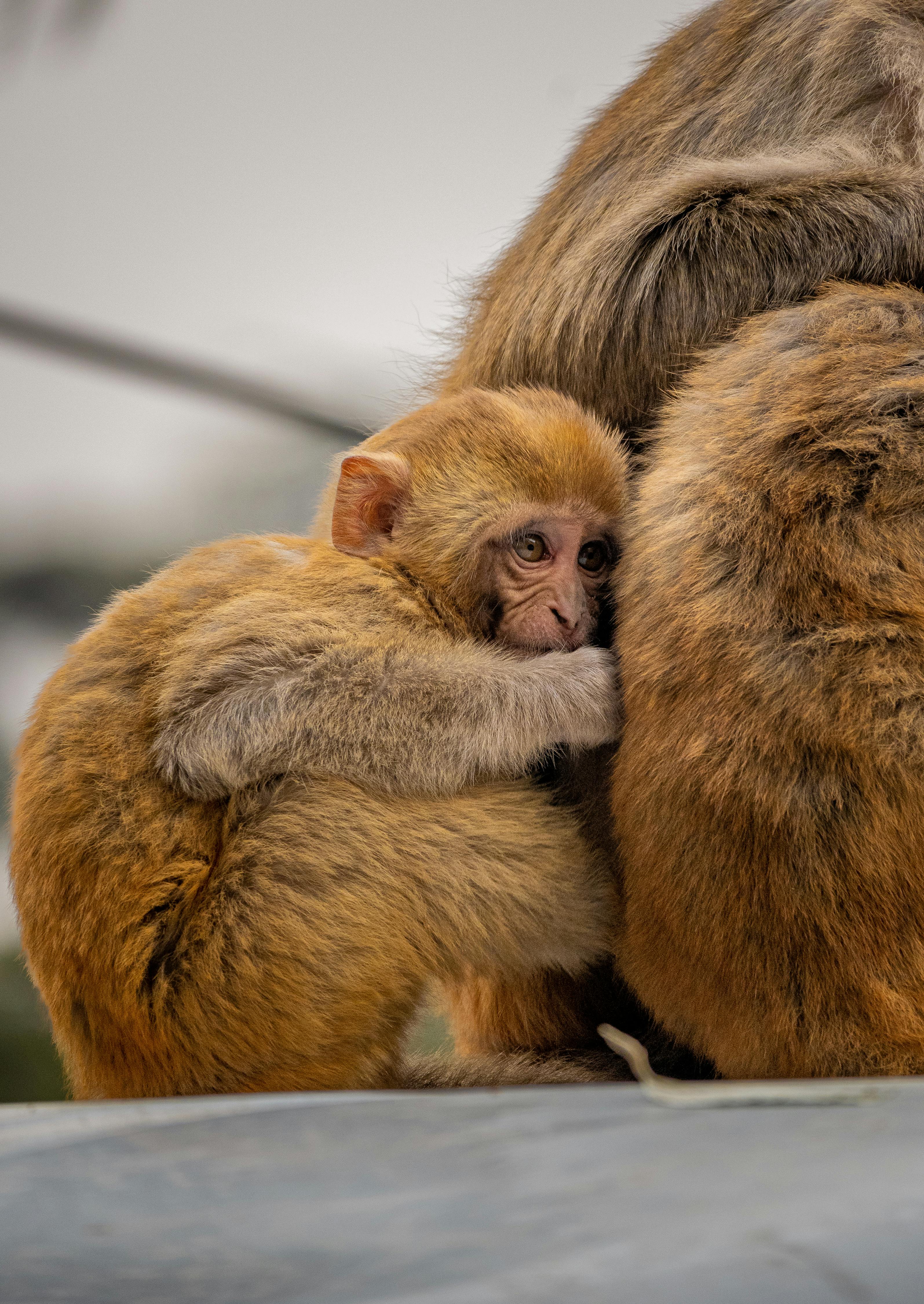 Mother Monkey Hugging Her Baby · Free Stock Photo