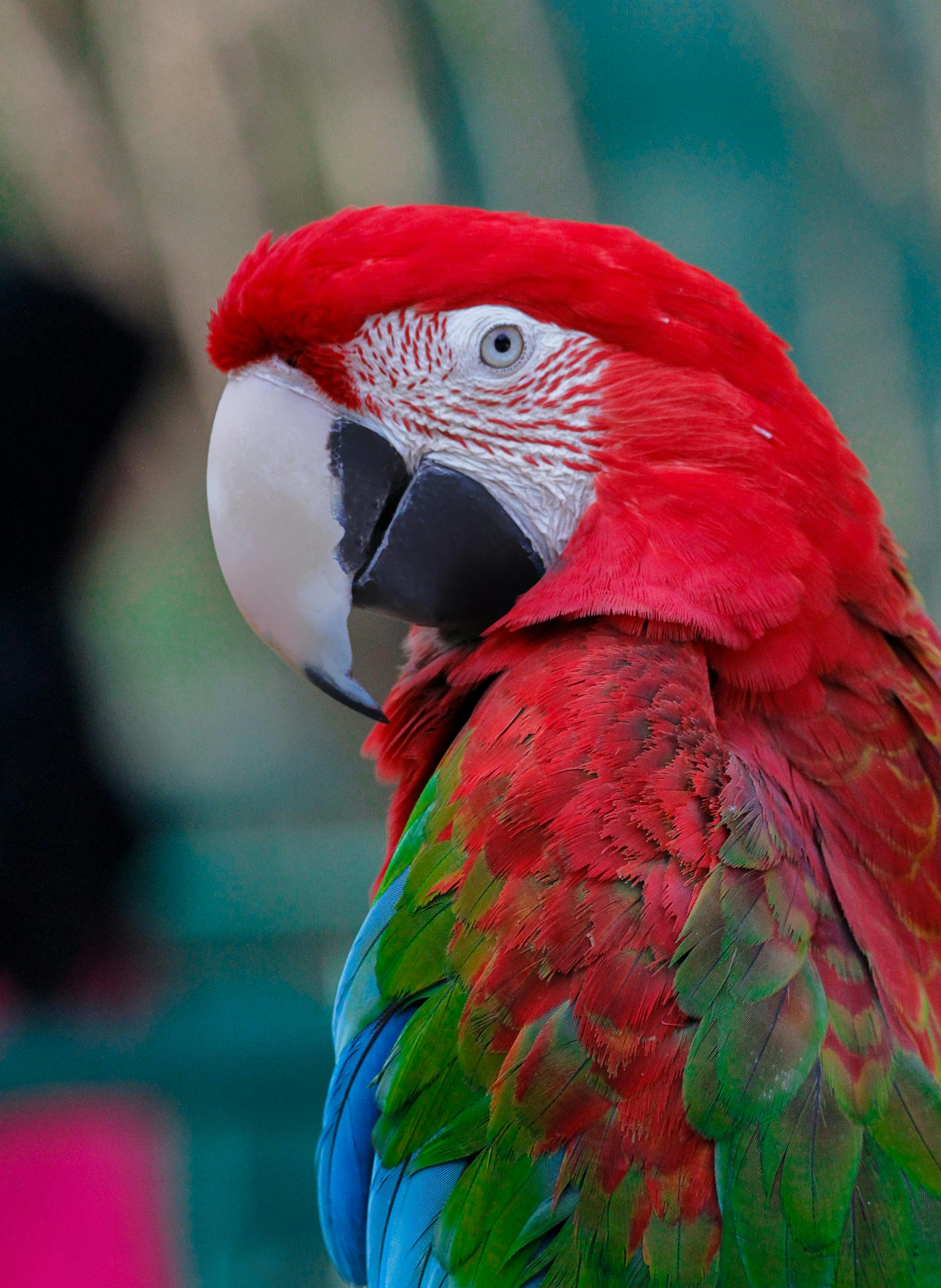 Close-up of Macaw · Free Stock Photo