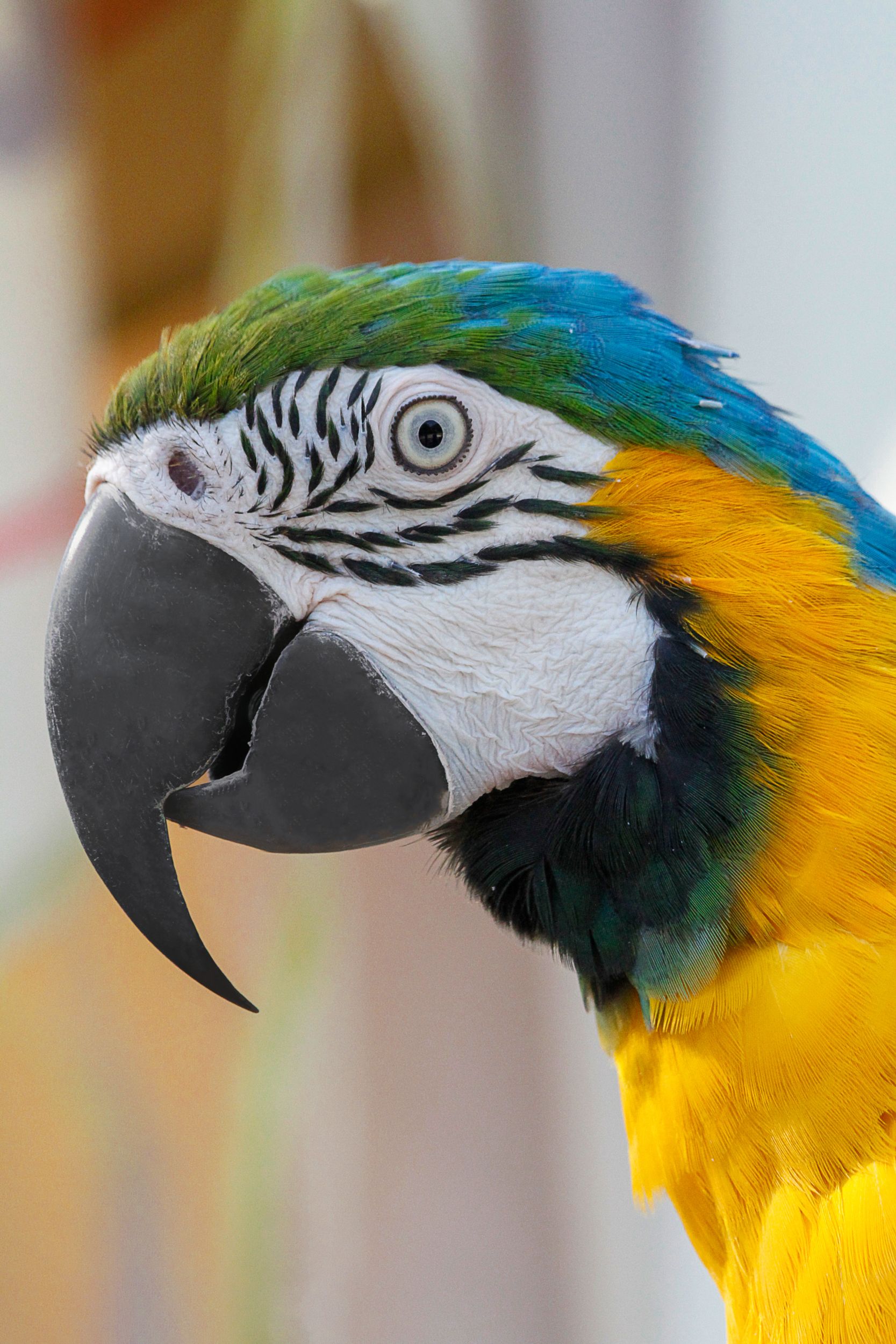 Portrait of Ara Parrot · Free Stock Photo
