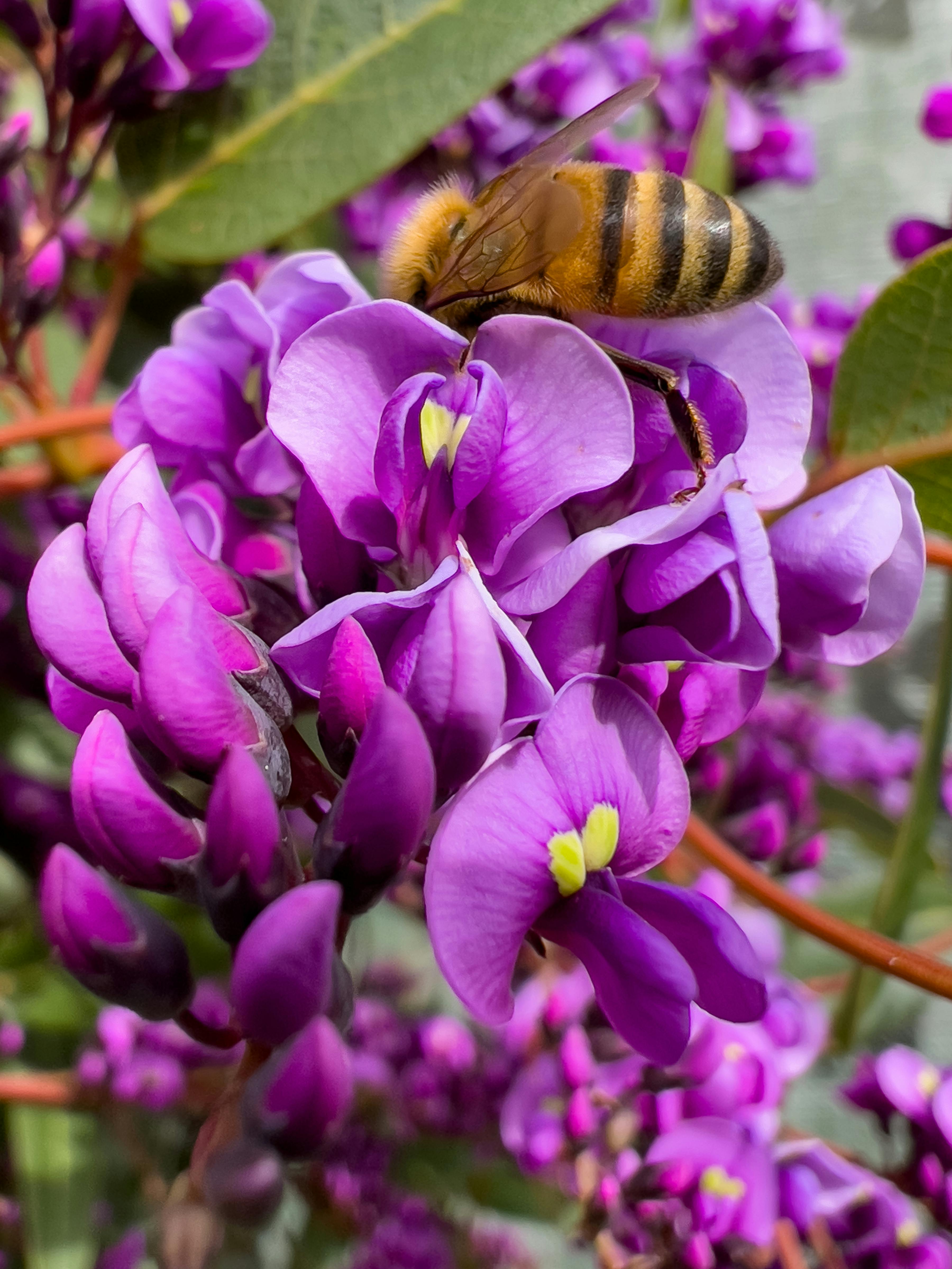 PURPLE - In Nature 6 Photos & Videos Collected by Rev. Lisa j Winston