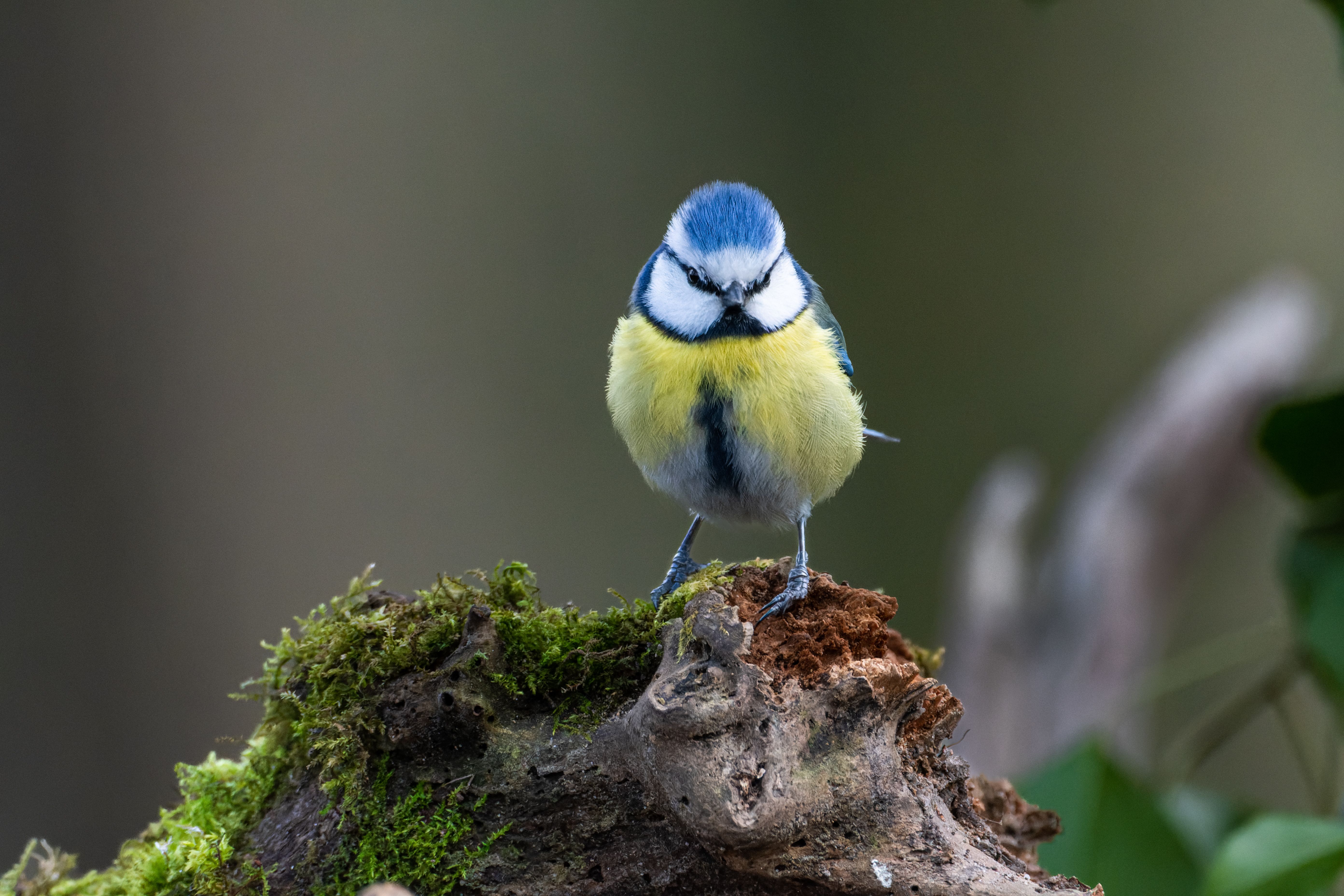 Modry Non Photos, Download The BEST Free Modry Non Stock Photos & HD Images
