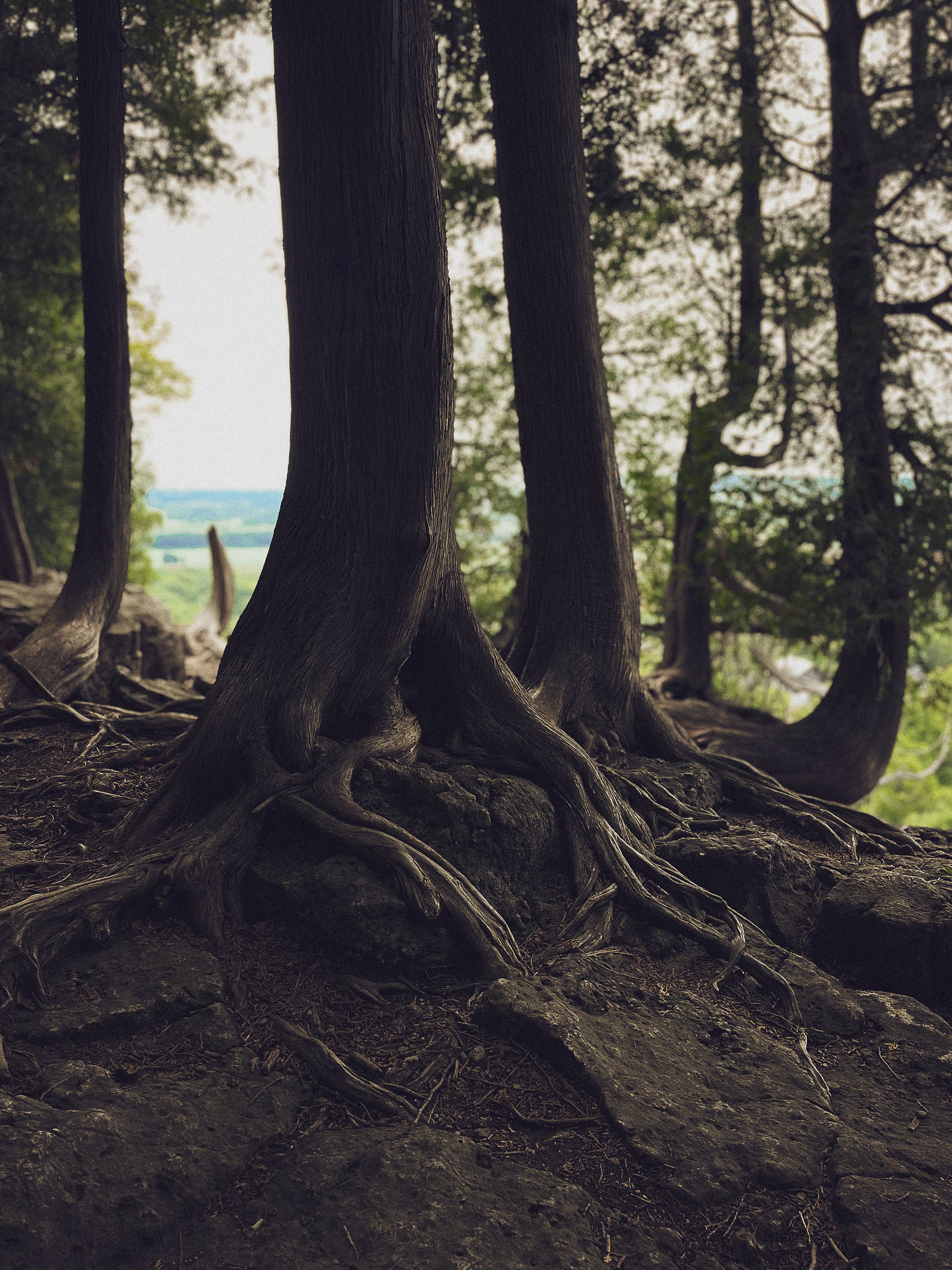 Close up of Trees and Roots · Free Stock Photo