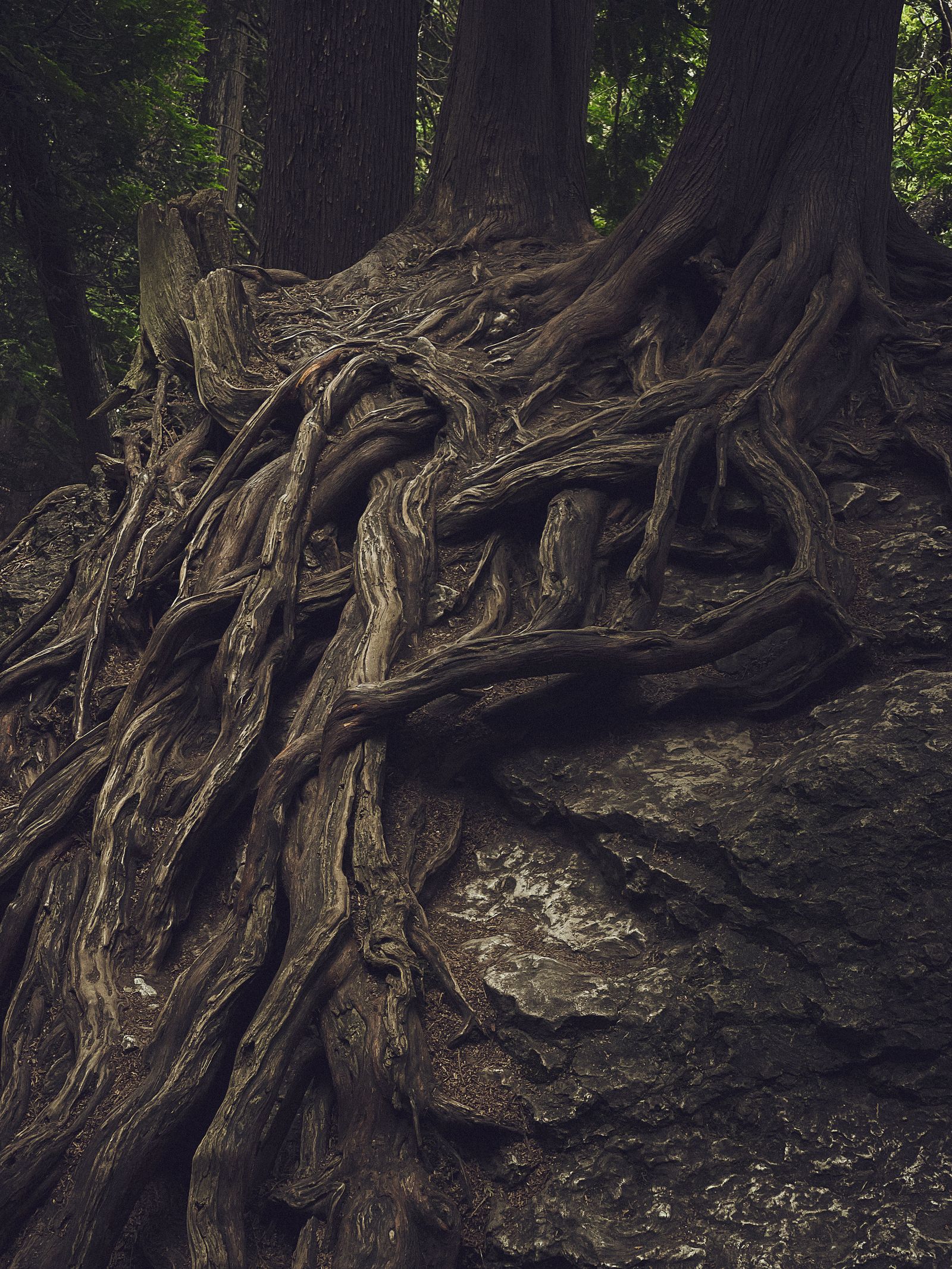 Roots Photos, Download The BEST Free Roots Stock Photos & HD Images