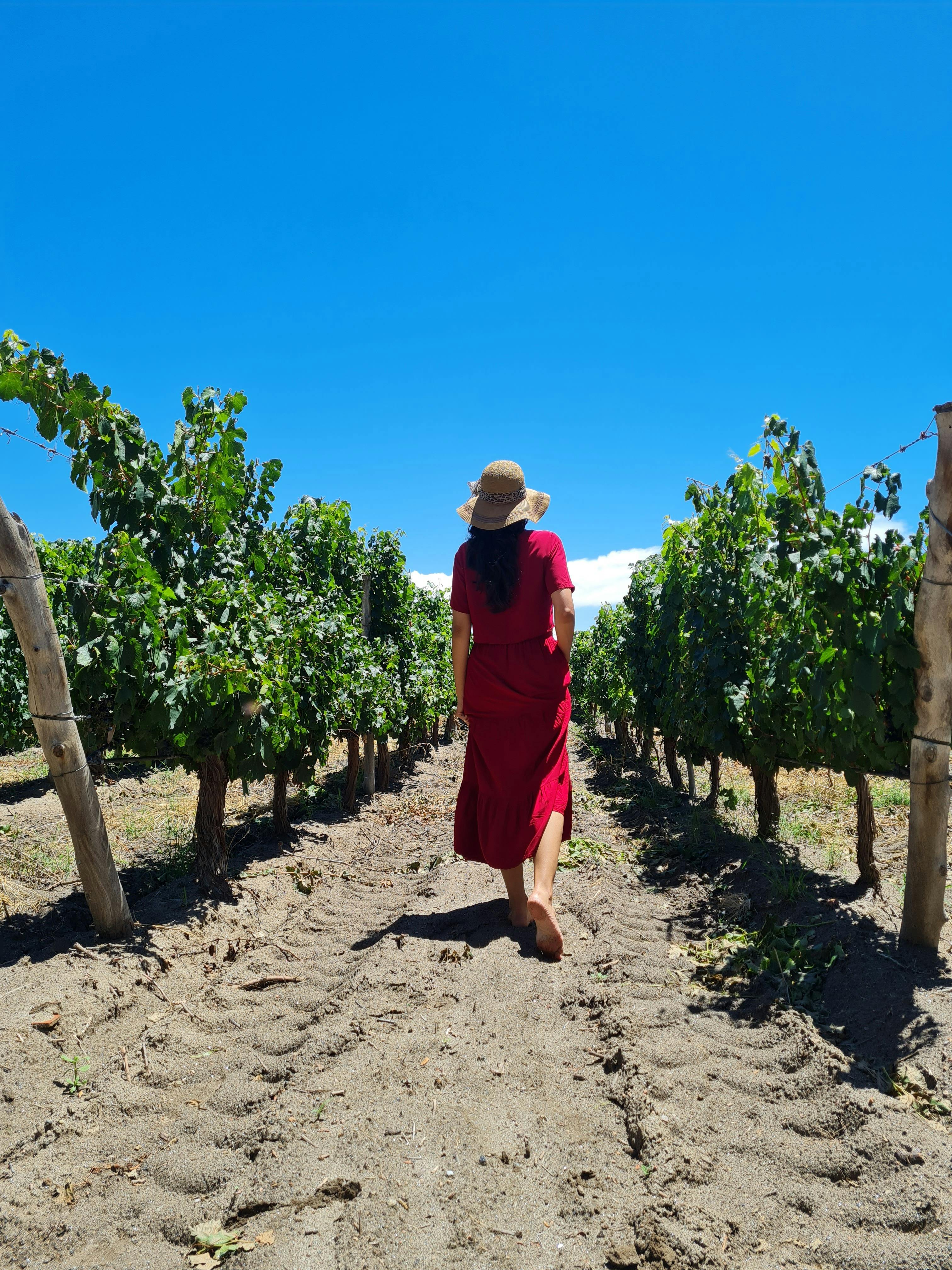 The Red Vineyard Photos, Download The BEST Free The Red Vineyard Stock ...