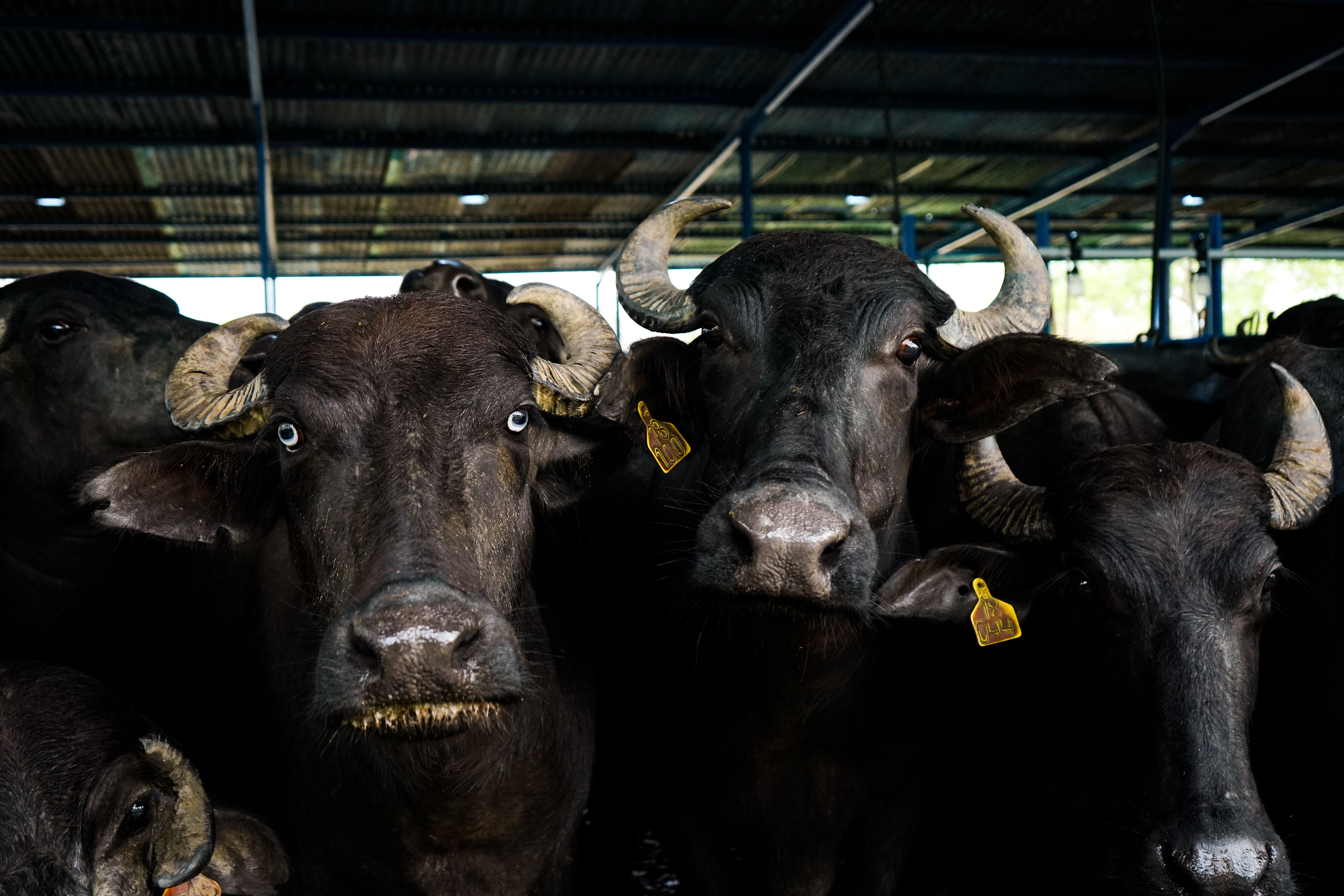 Ear Tagged Cattle in the Barn · Free Stock Photo