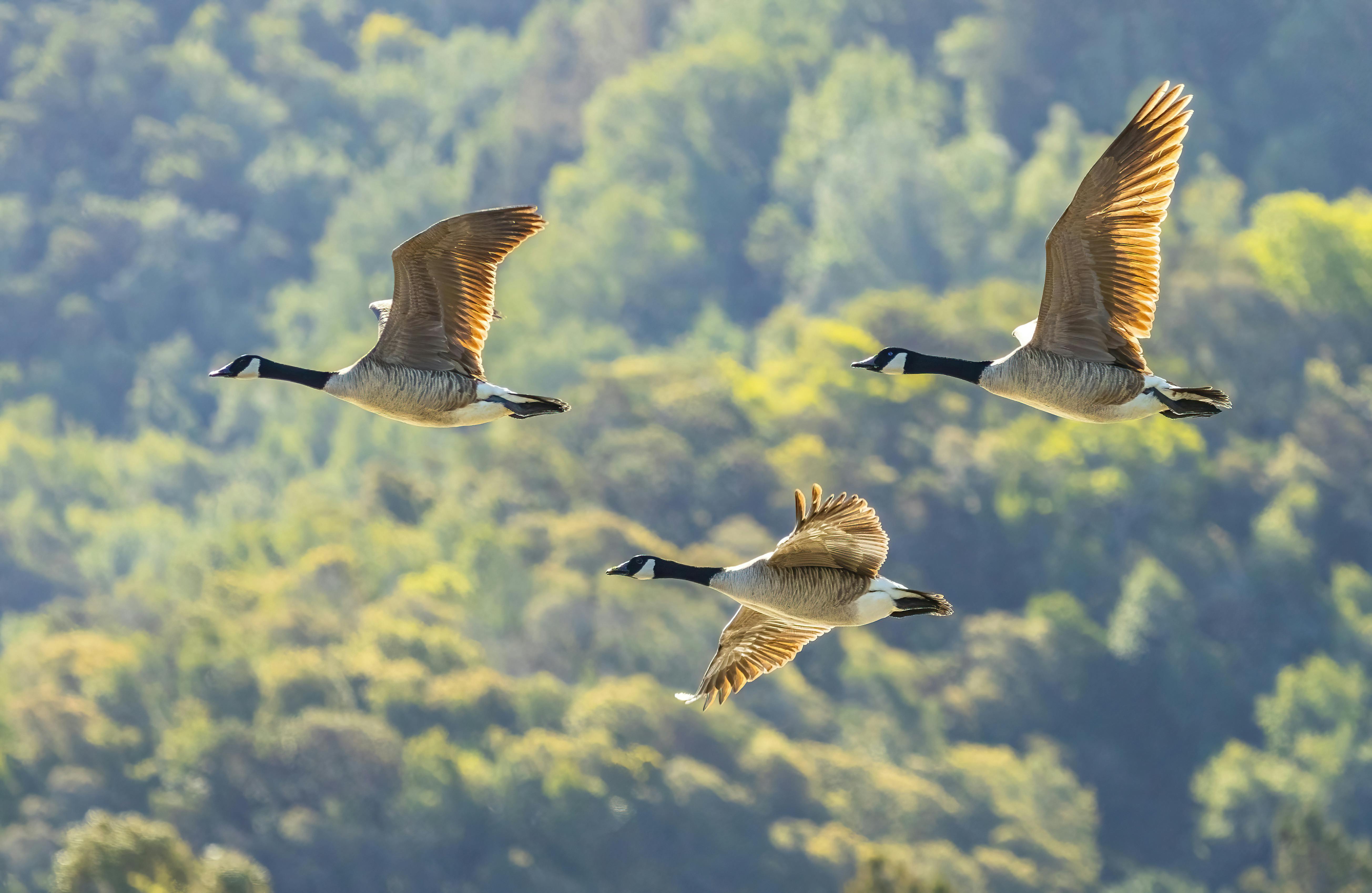Migrating Group of Geese · Free Stock Photo