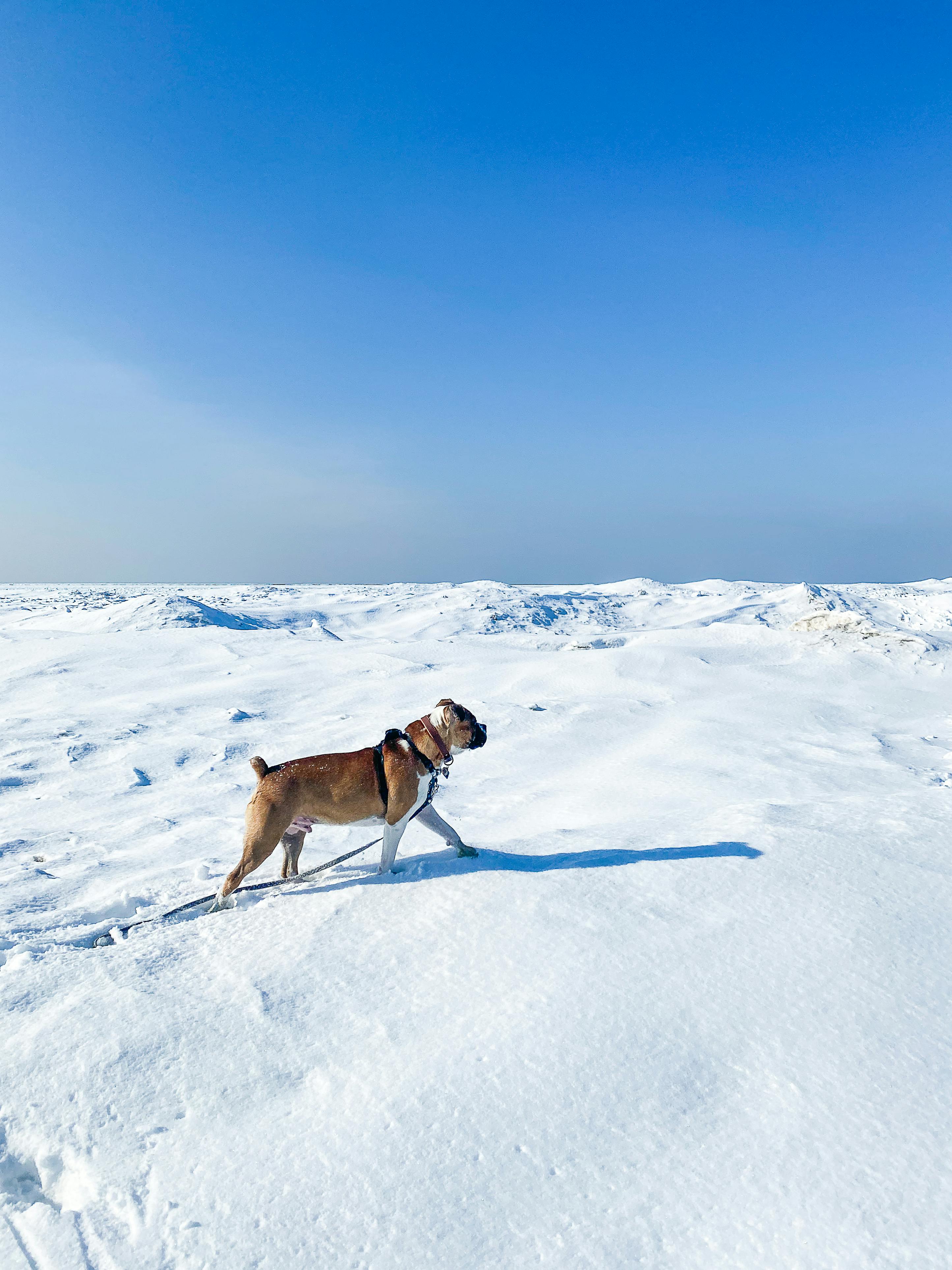 Boxer Run Photos, Download The BEST Free Boxer Run Stock Photos & HD Images