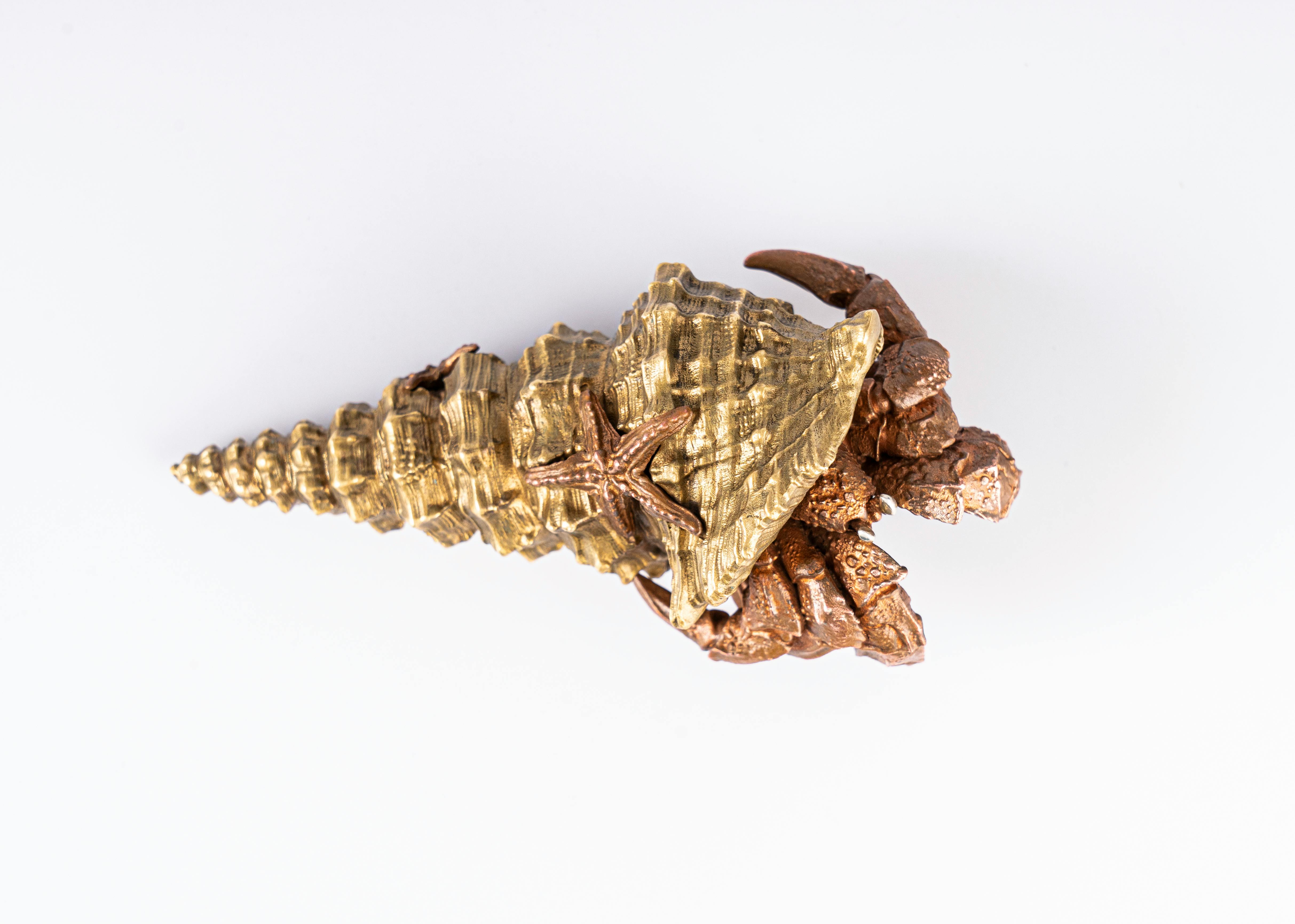 Silver Shells Photos, Download The BEST Free Silver Shells Stock Photos ...