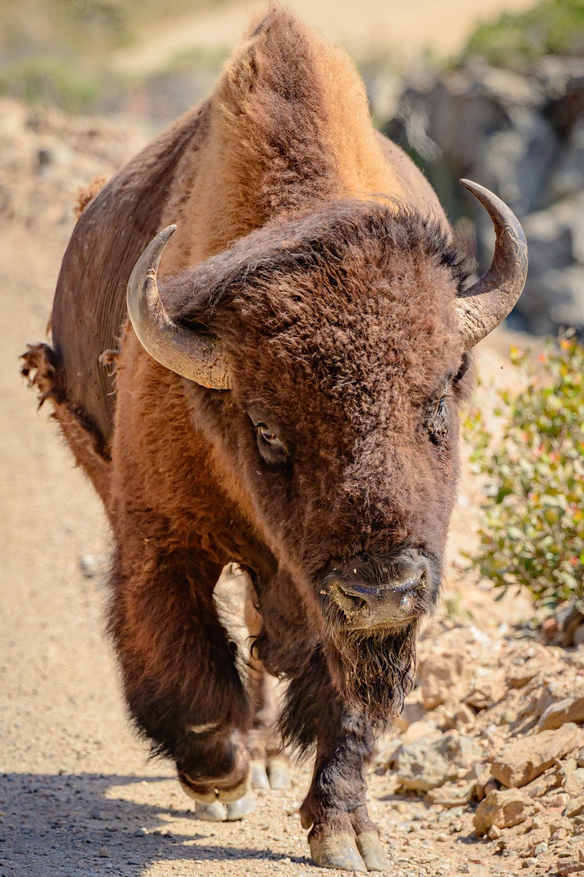 Buffalo Wallpapers Photos, Download The BEST Free Buffalo Wallpapers ...