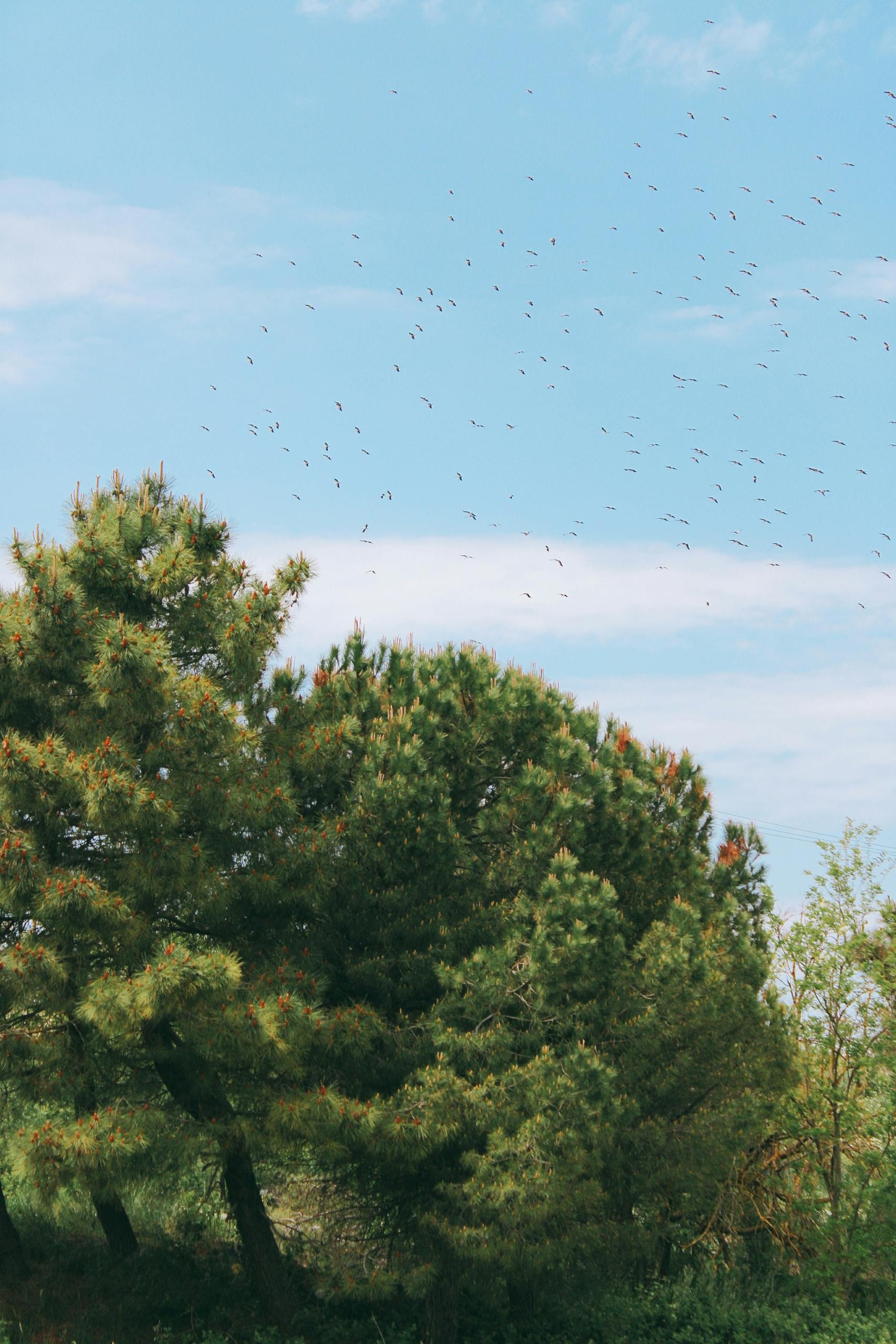 Birds Flying over Trees · Free Stock Photo