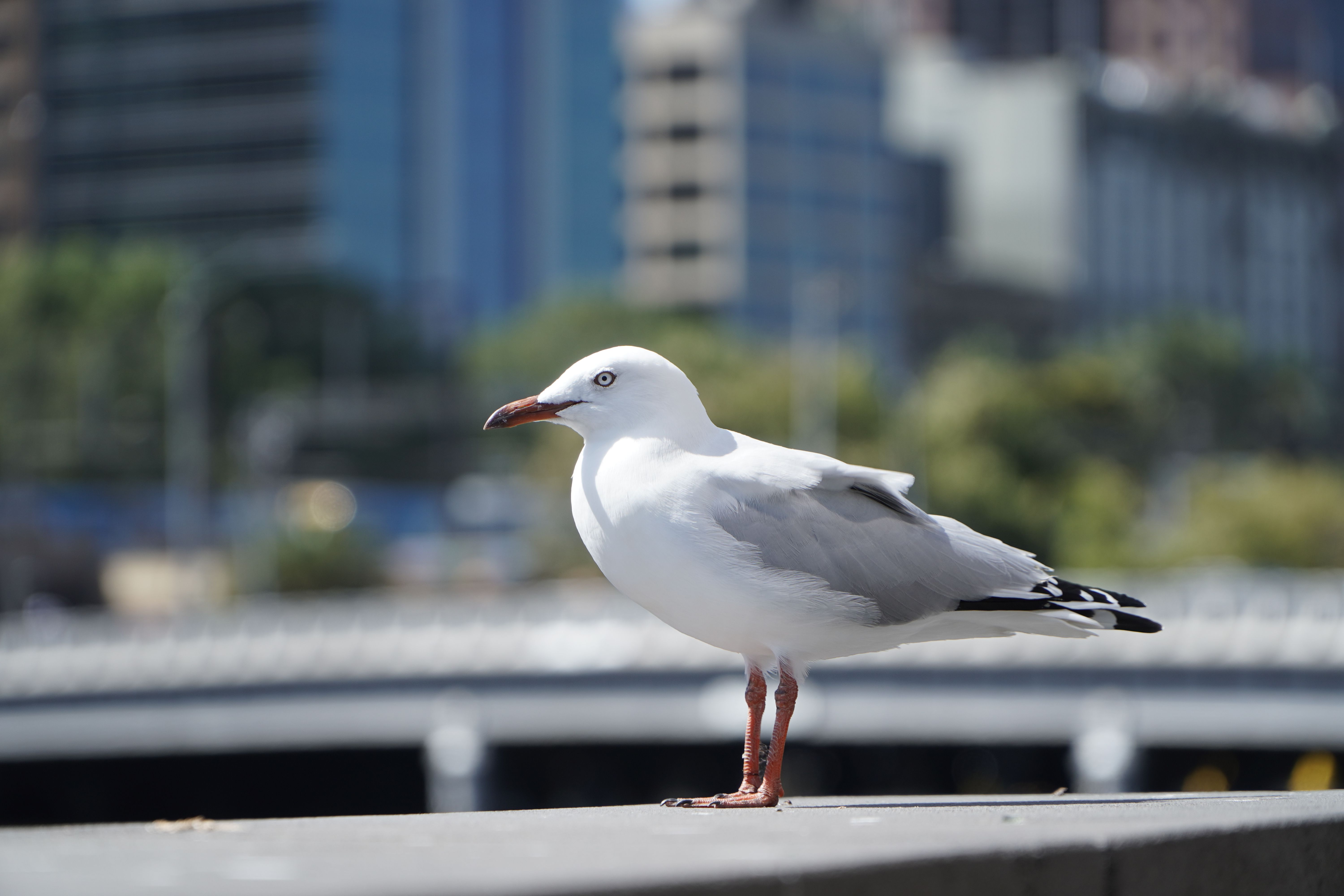 Black and White Picture of a Seagull Chick · Free Stock Photo