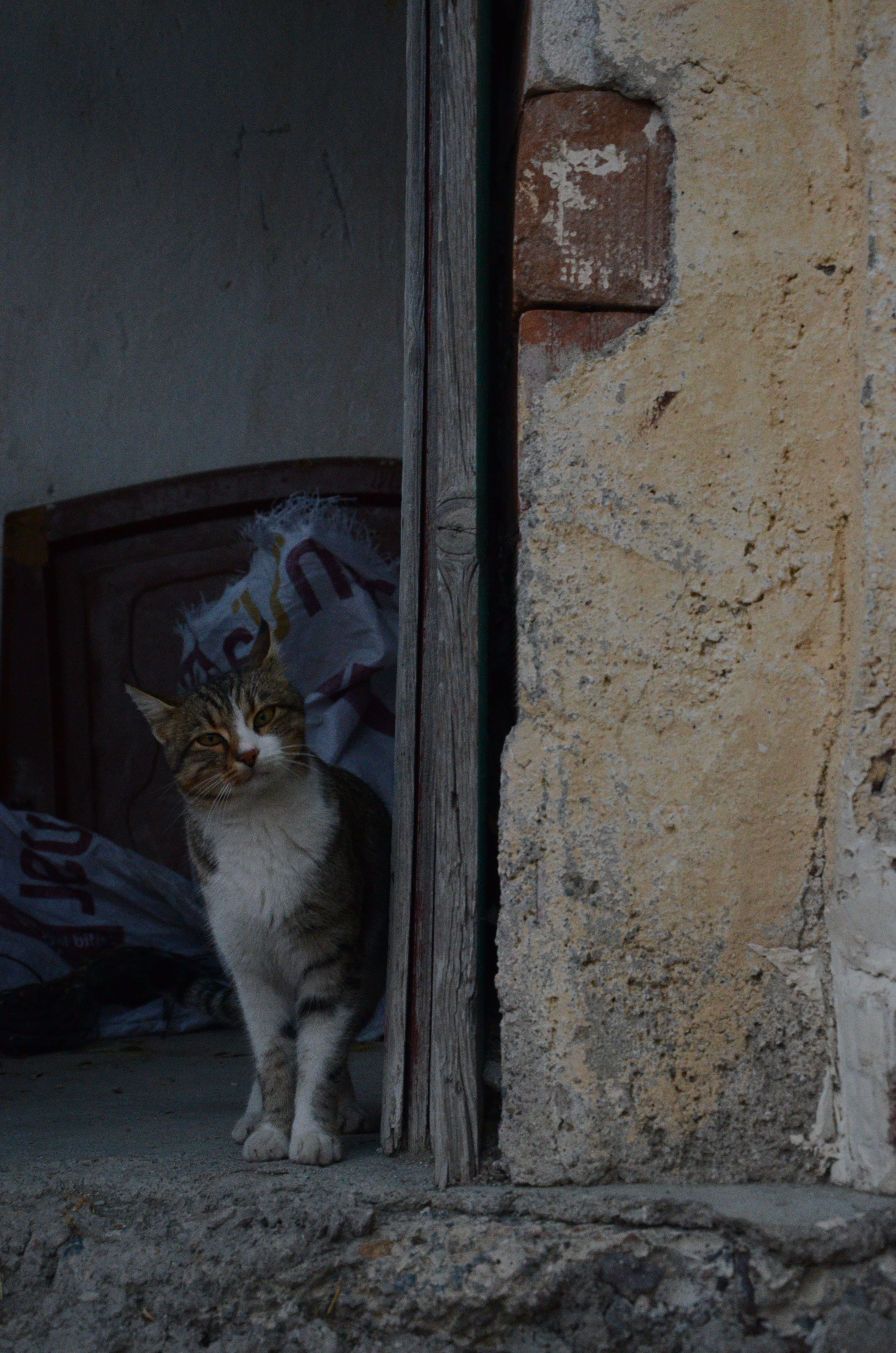 Cat near Wall · Free Stock Photo