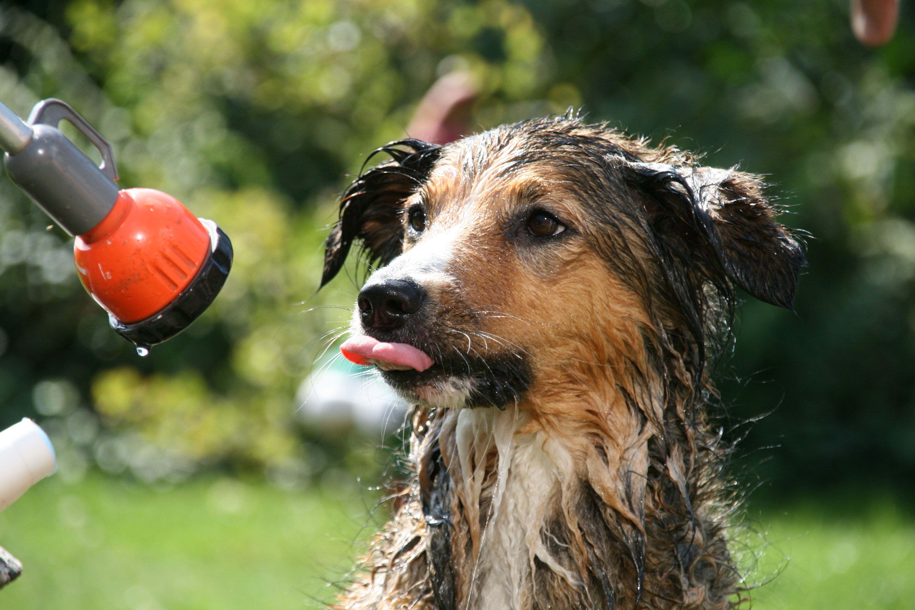 Close up of Wet Dog · Free Stock Photo