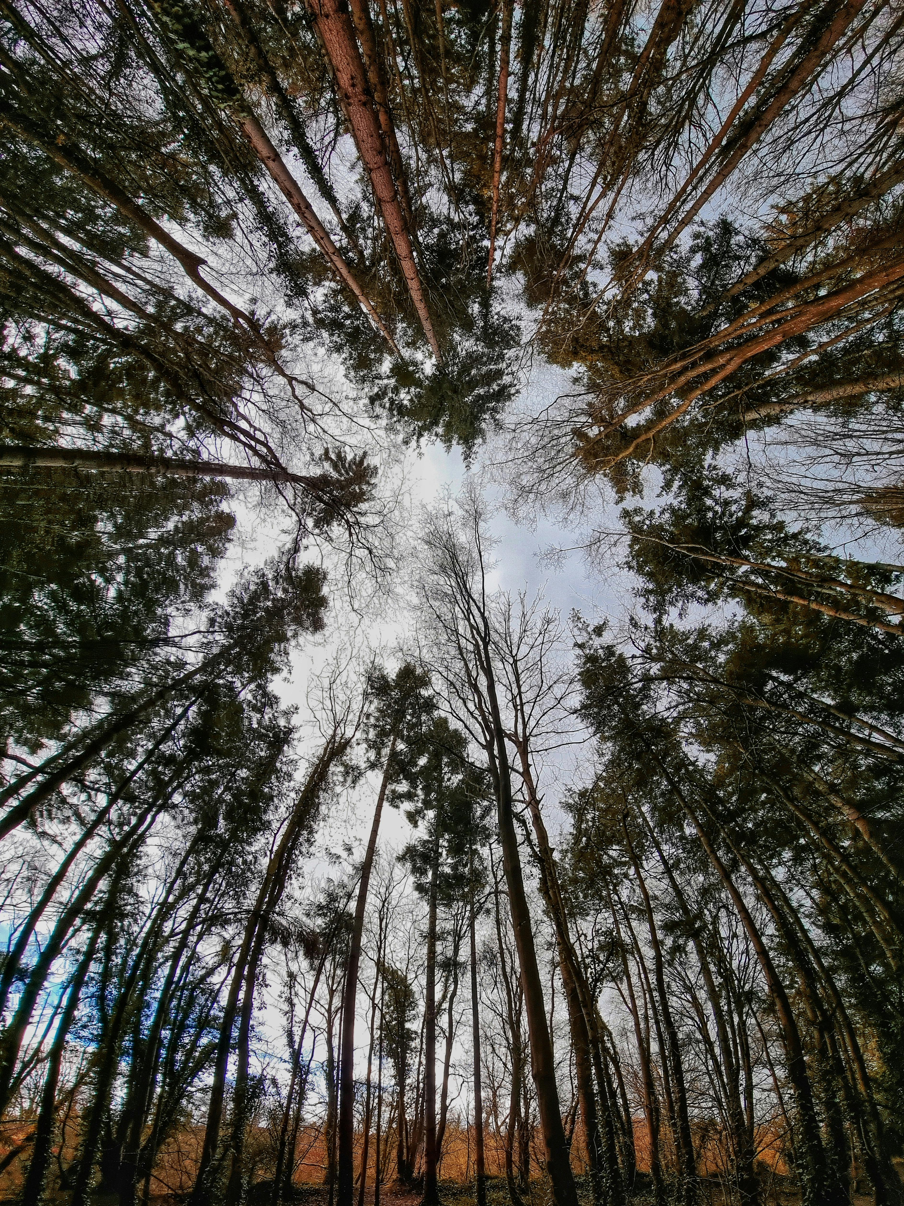 Low Angle Shot of Treetops · Free Stock Photo