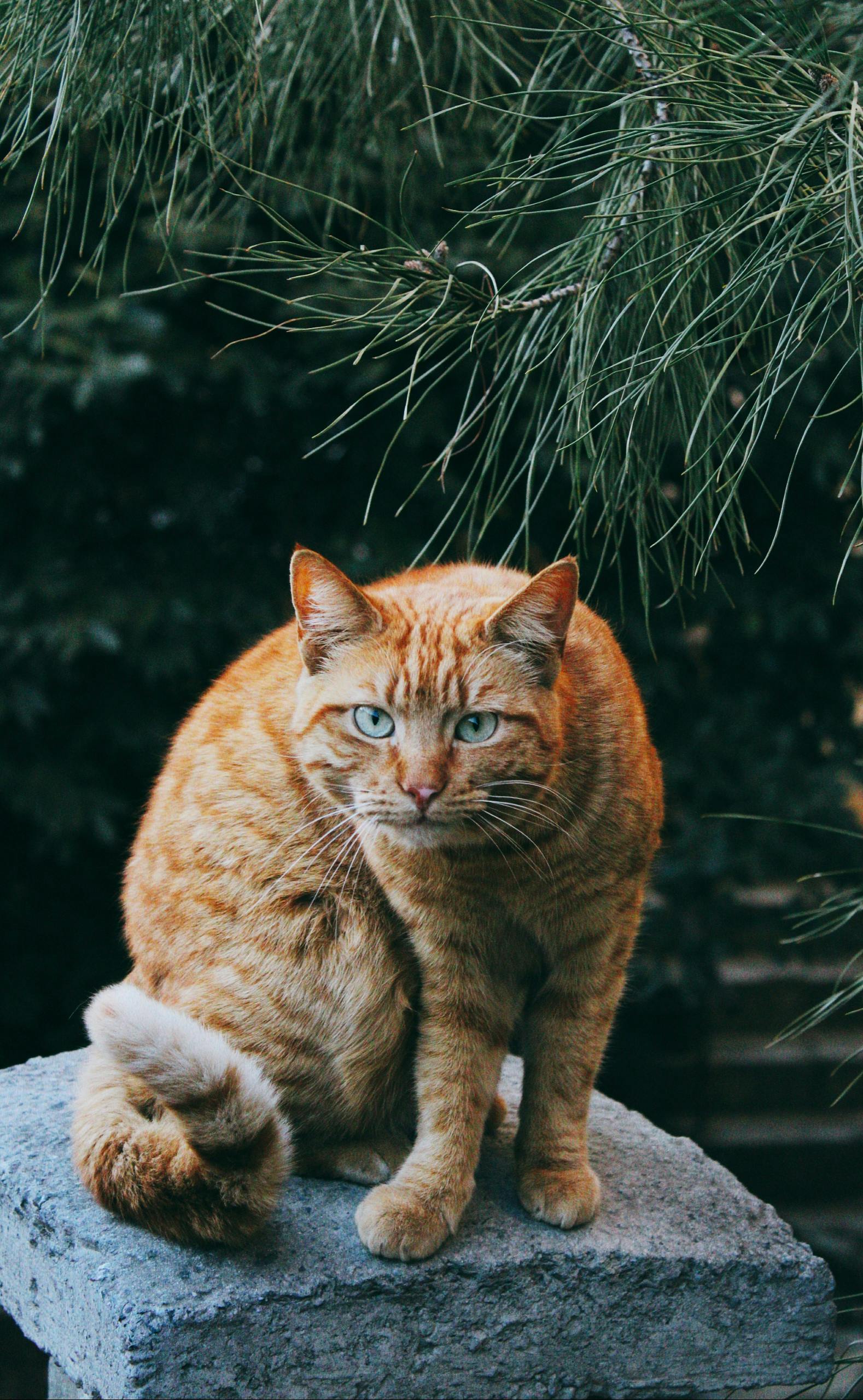 Alert Cats Photos, Download The BEST Free Alert Cats Stock Photos & HD ... Alert Cats Photos, Download The BEST Free Alert Cats Stock Photos & HD ...