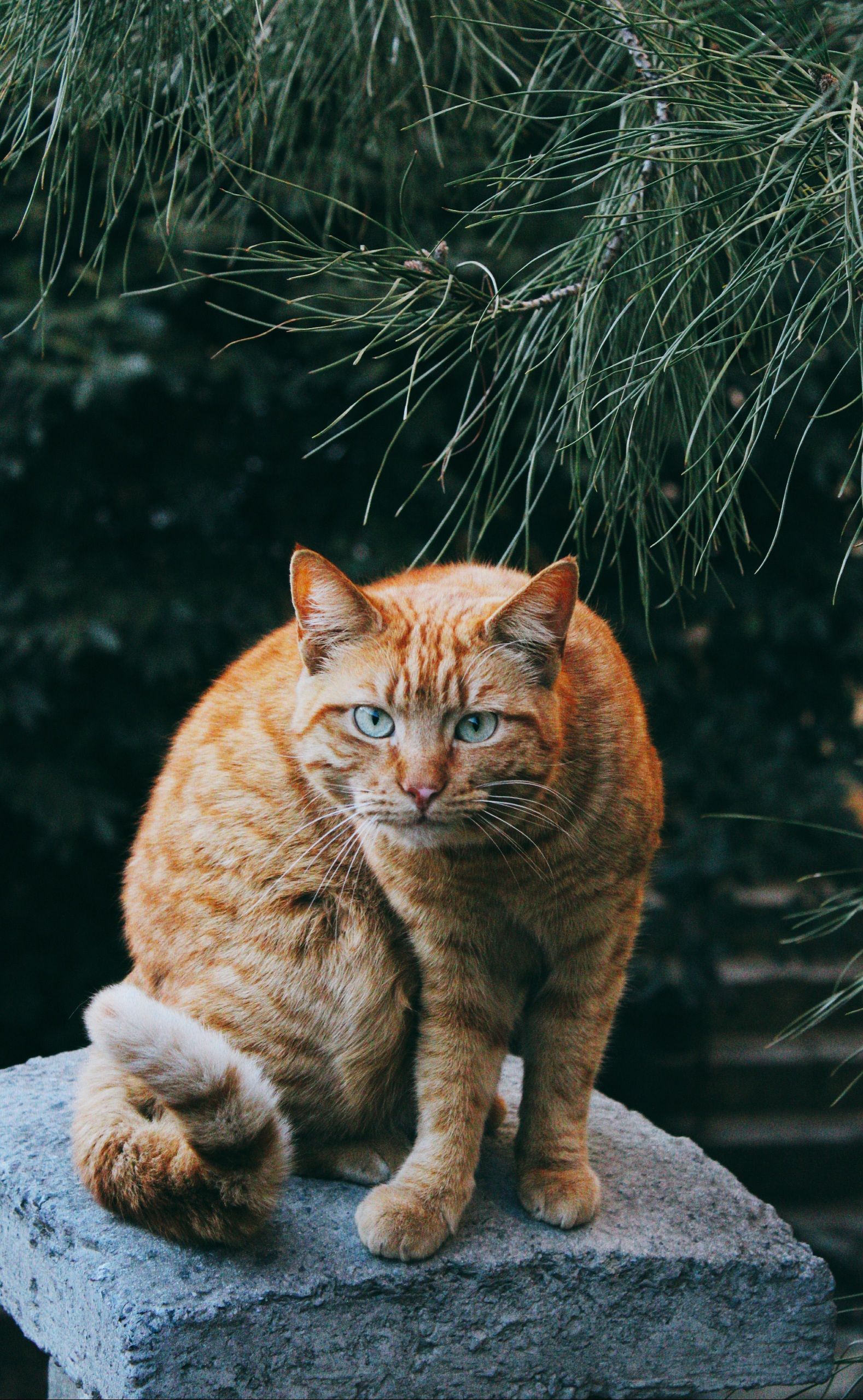 Ginger Cat Sitting against Black Background · Free Stock Photo