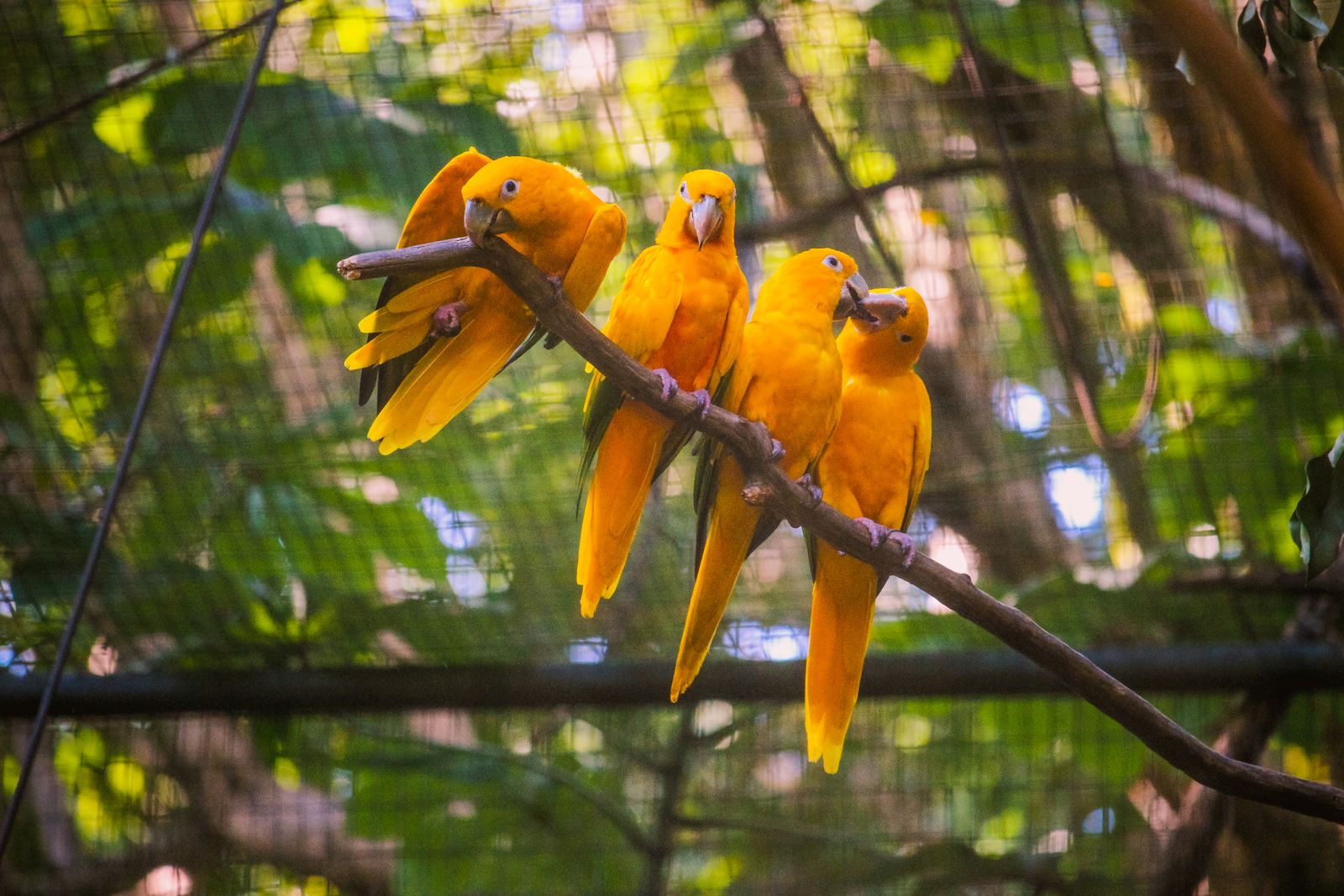 Orange Parrot Photos, Download The BEST Free Orange Parrot Stock Photos ...