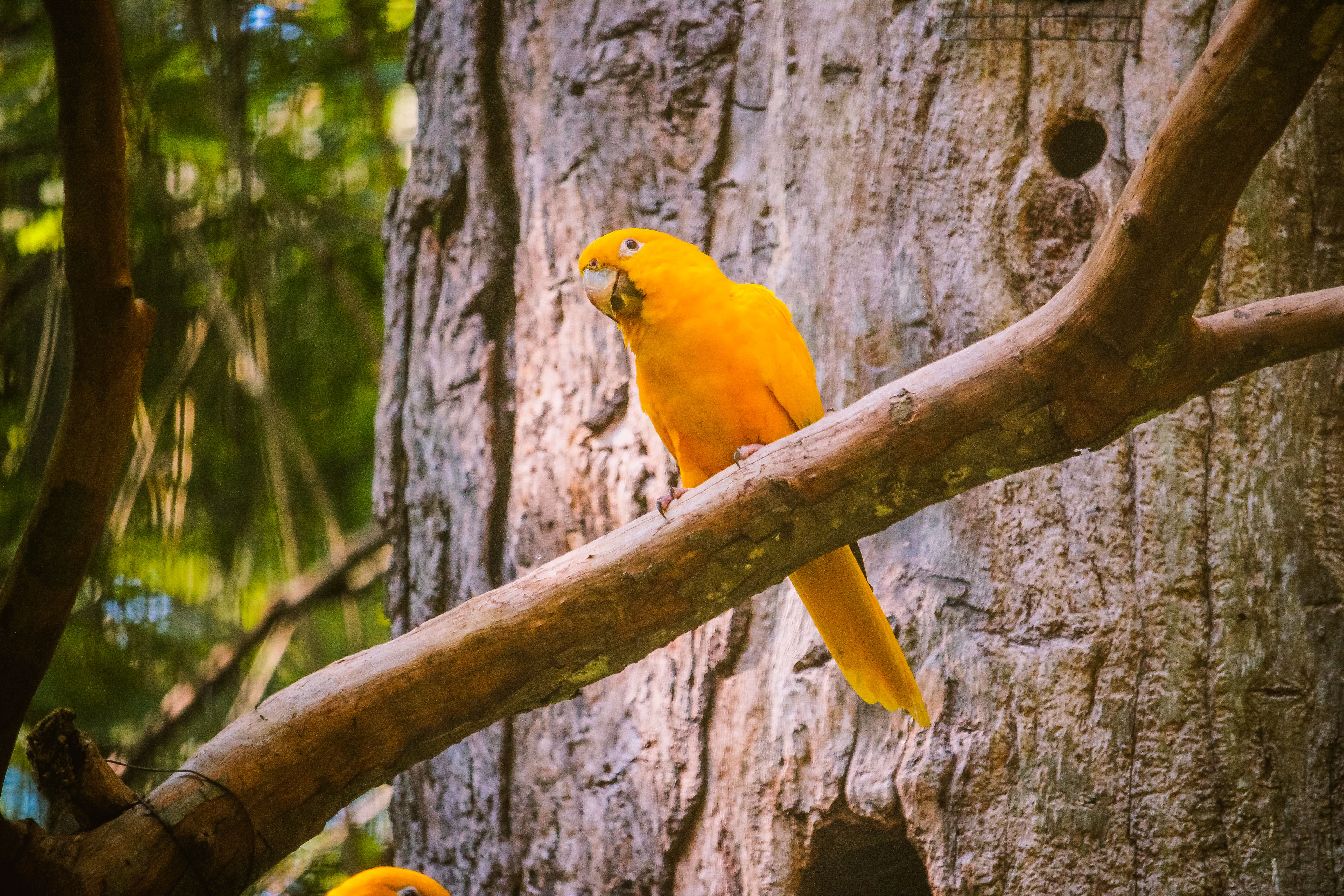 Close-up of a Golden Conure on a Tree Branch · Free Stock Photo