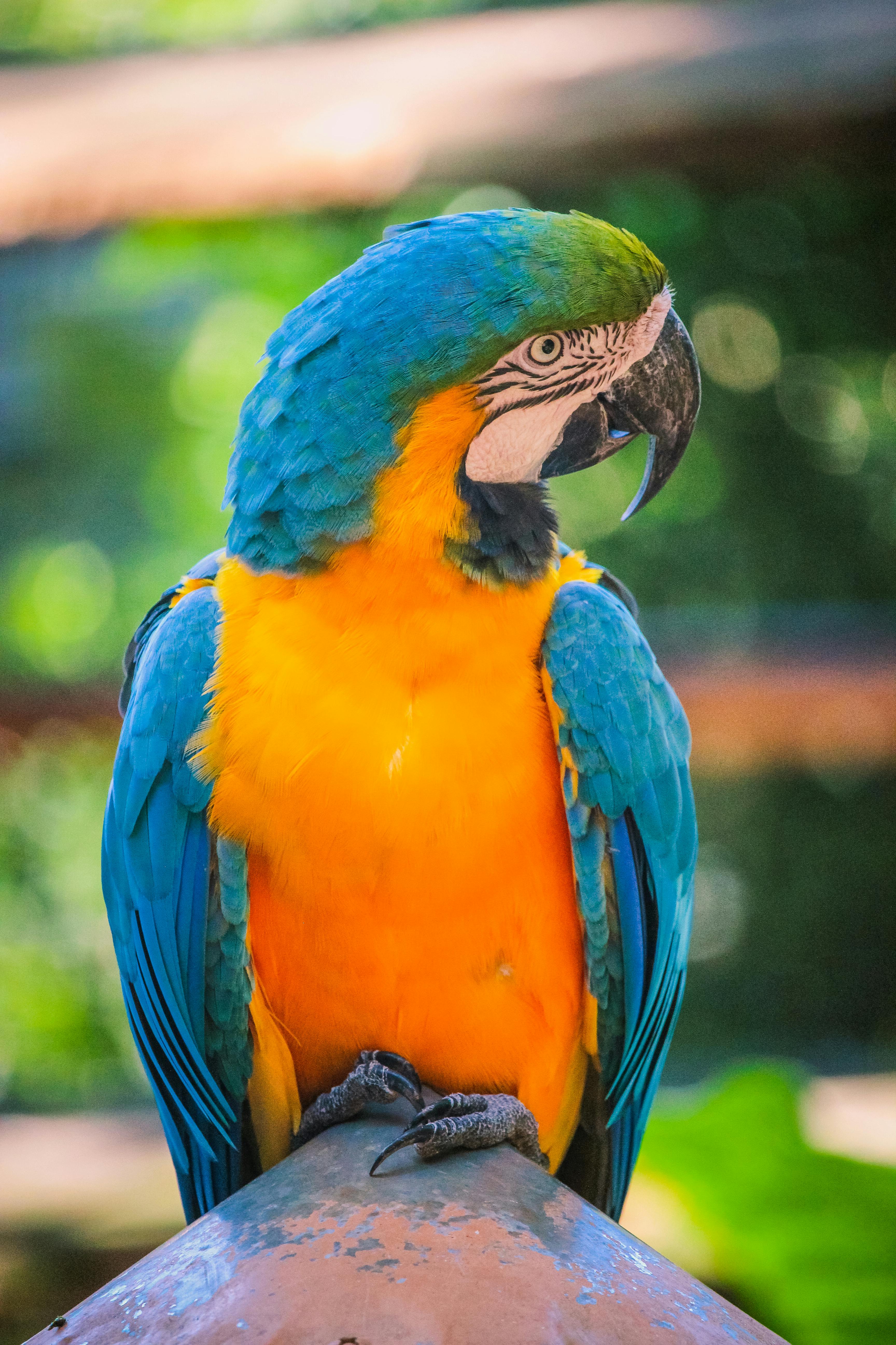 Parrot Images Photos, Download The BEST Free Parrot Images Stock Photos ...