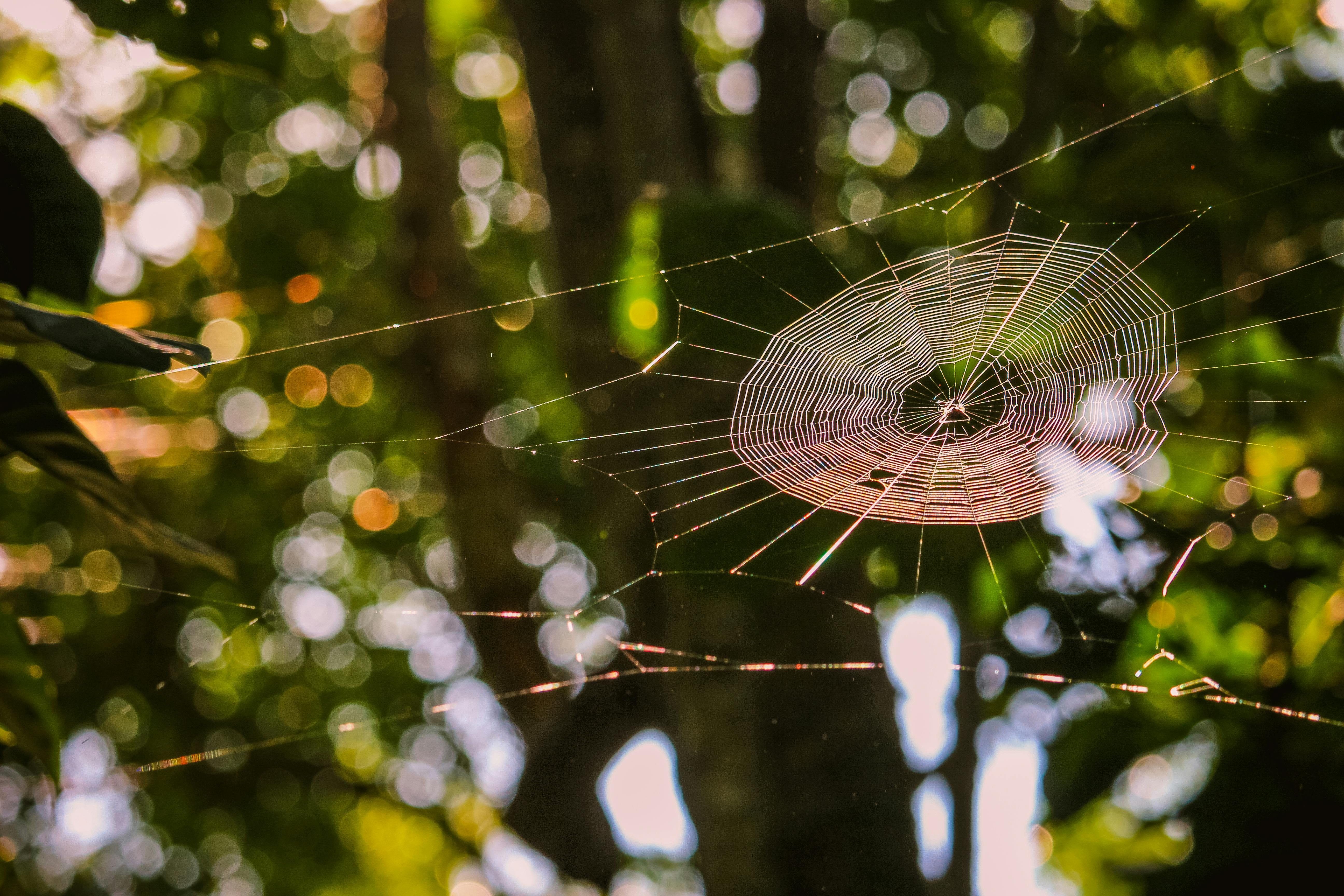 Close up of Spiderweb · Free Stock Photo