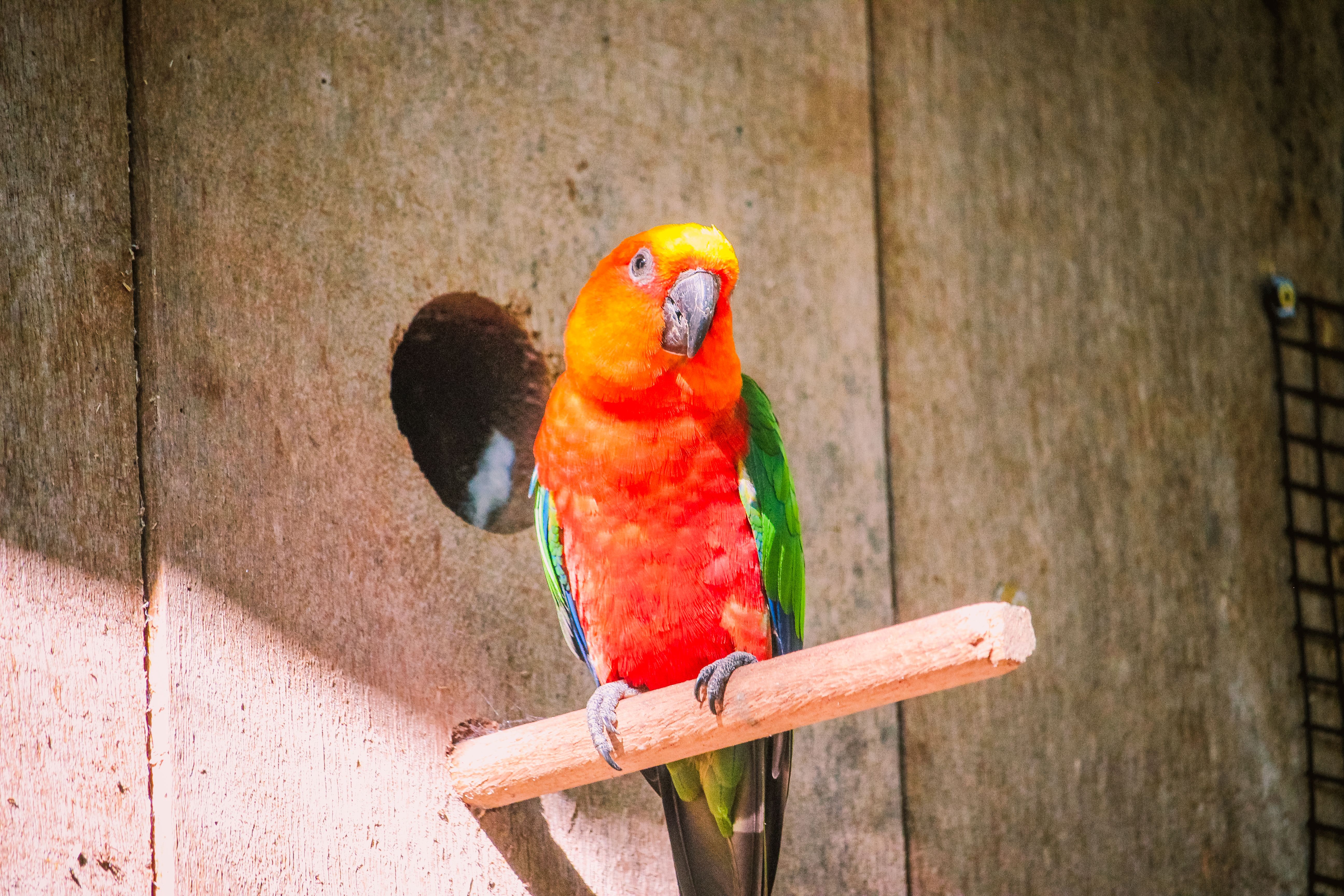 A Red and Green Parrot at the Zoo · Free Stock Photo