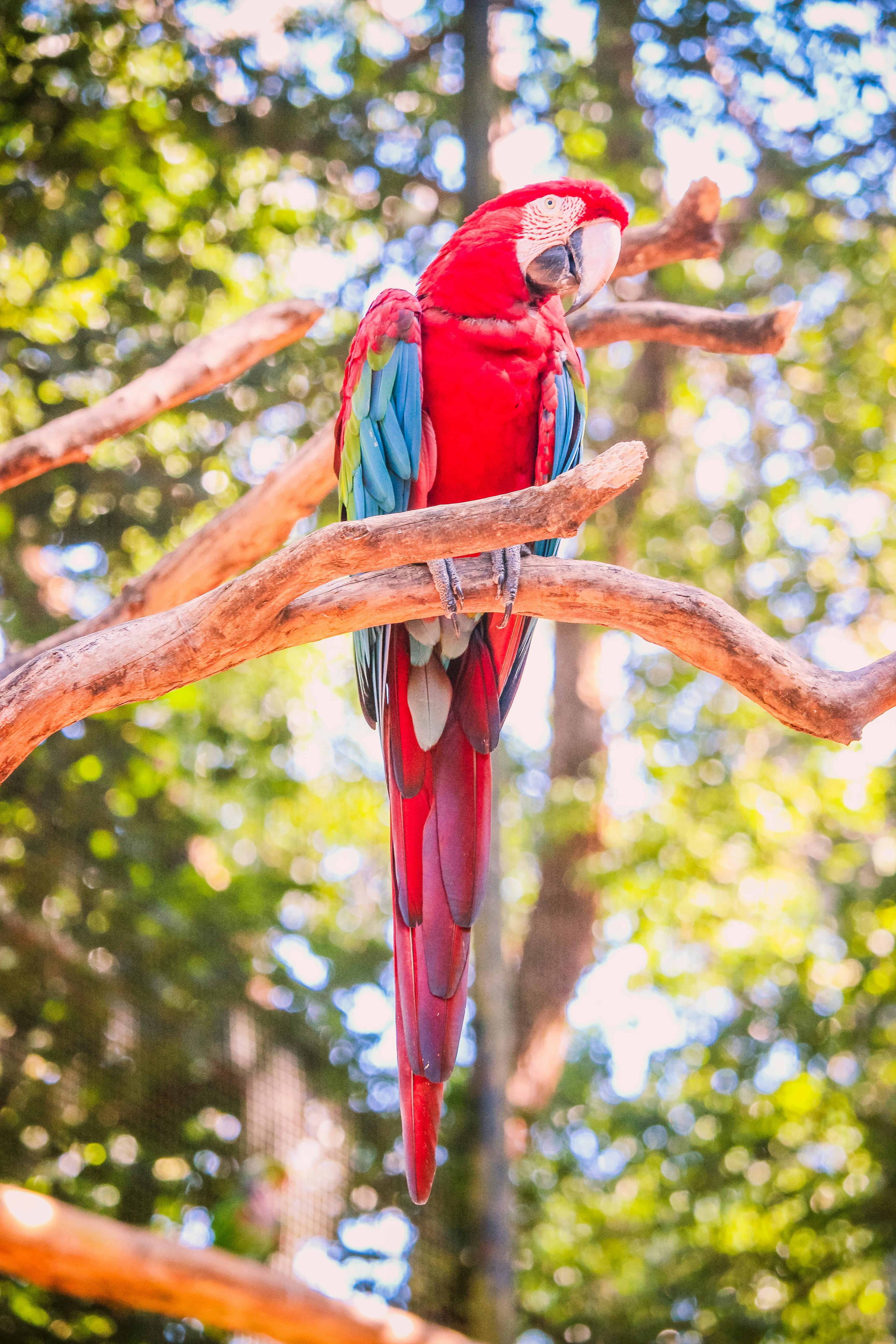 Parrot Perching on Branches · Free Stock Photo