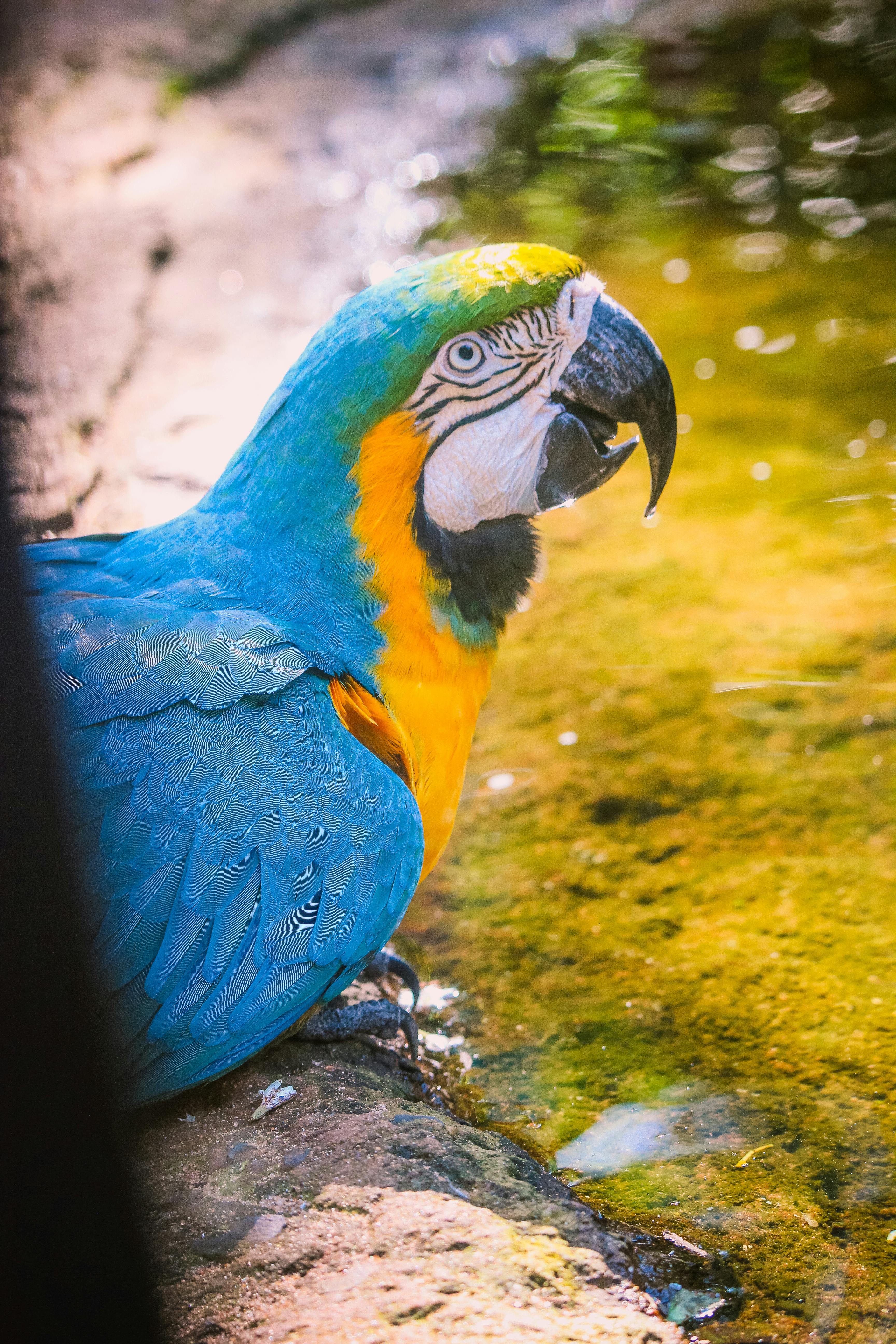 Parrot Pictures Photos, Download The BEST Free Parrot Pictures Stock ...