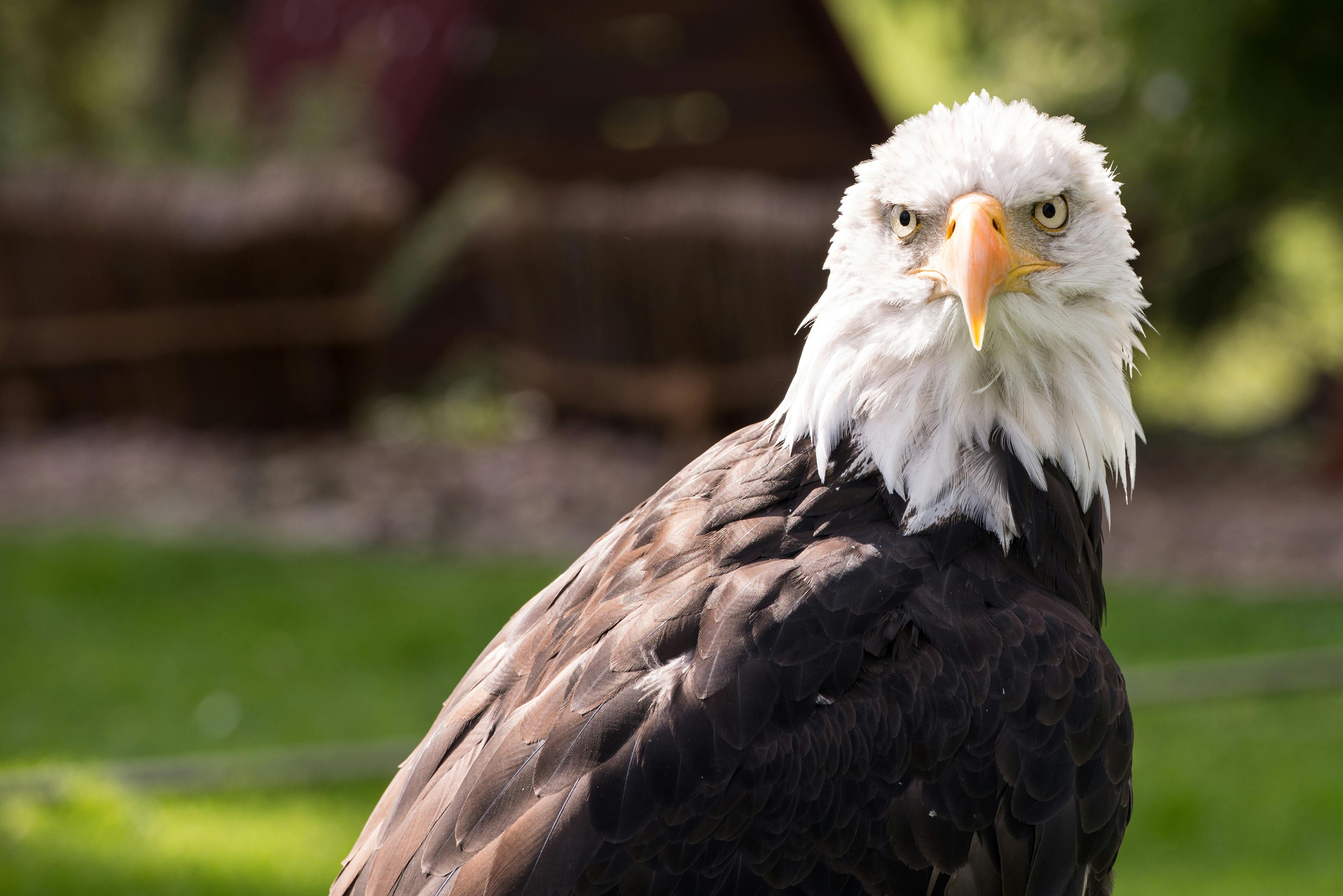 Bald Eagle in Front of Camera · Free Stock Photo