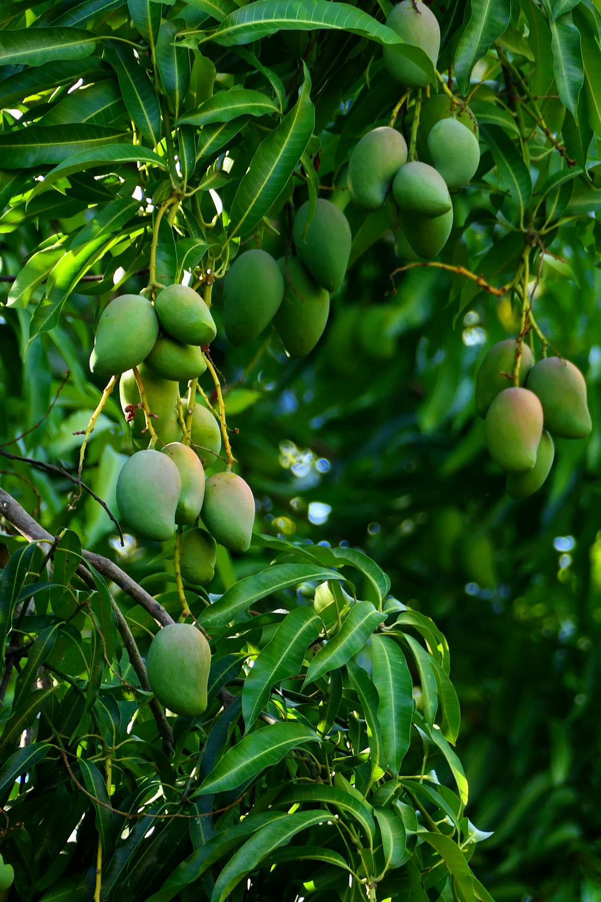 Mangoes Photos, Download The BEST Free Mangoes Stock Photos & HD Images